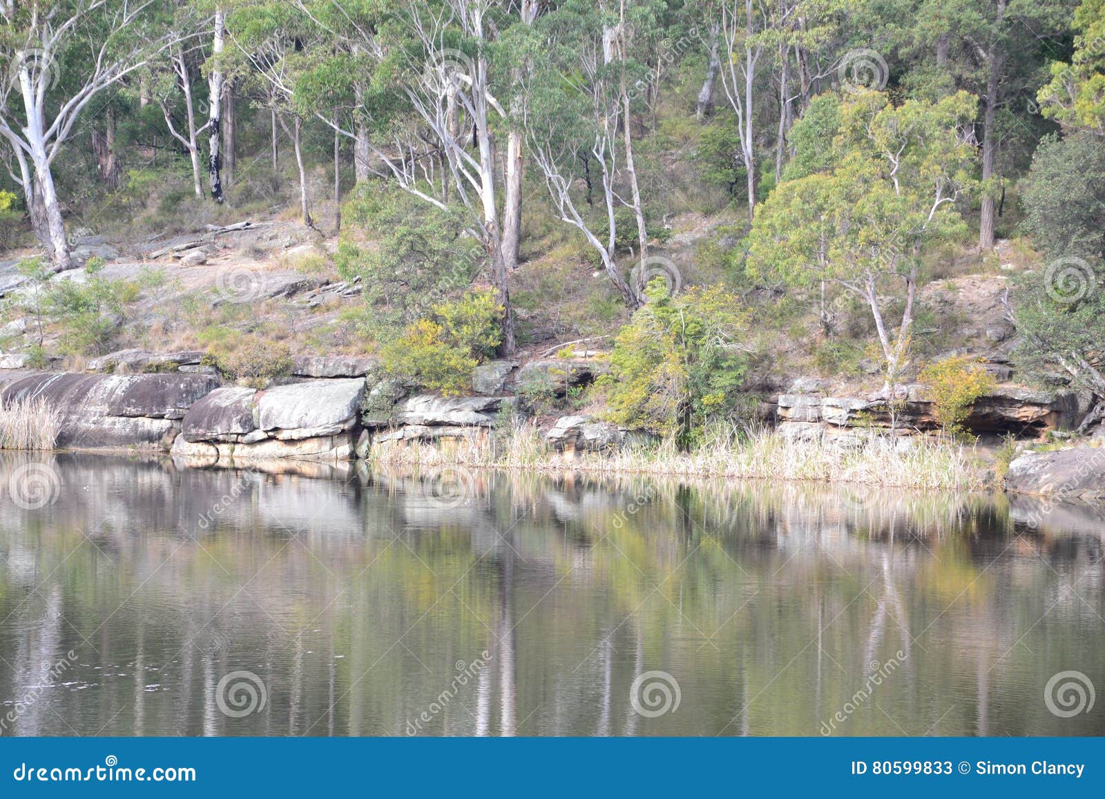 Australian bush Setting stock image. Image of bushland - 80599833
