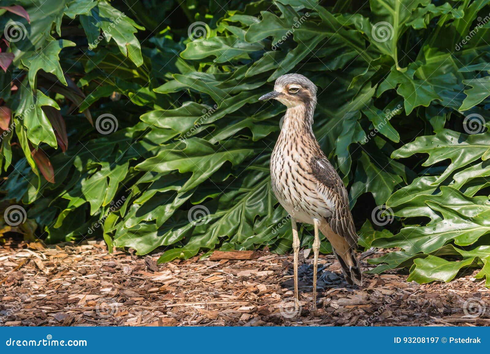 Australian Bush Stone-curlew Stock Image - Image of stonecurlew, brown ...