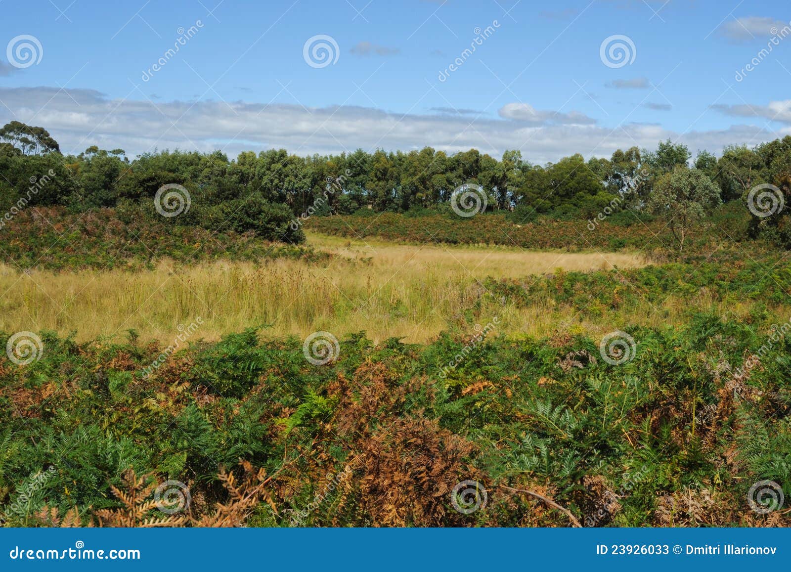 Australian bush in summer stock image. Image of meadow - 23926033