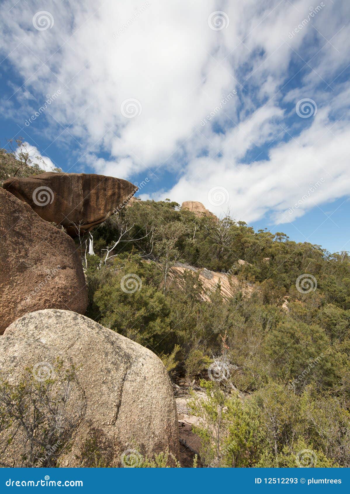 Australian Bush in Tasmania, Australia Stock Image - Image of downunder ...