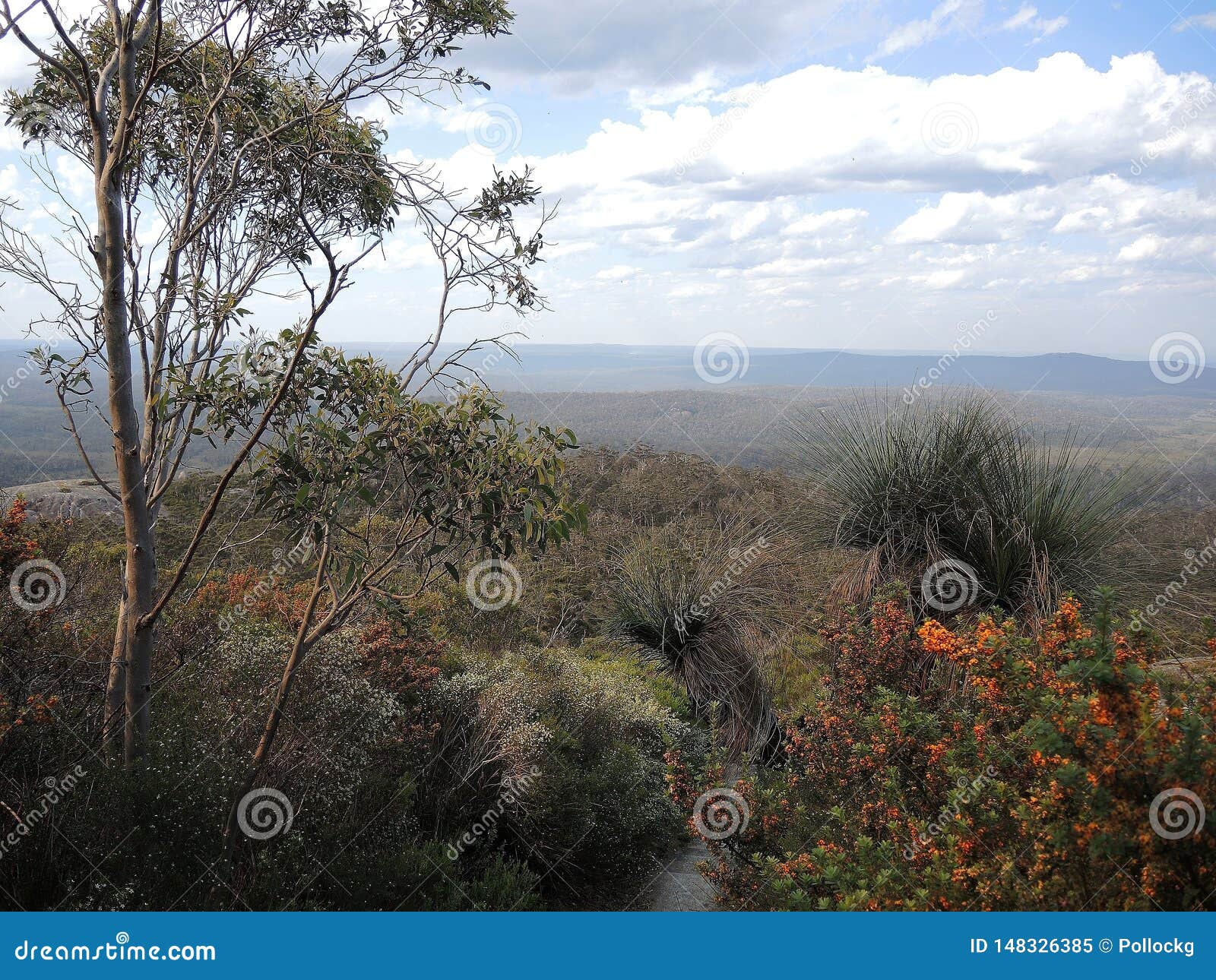Australian bush stock image. Image of outback, unpopulated - 148326385