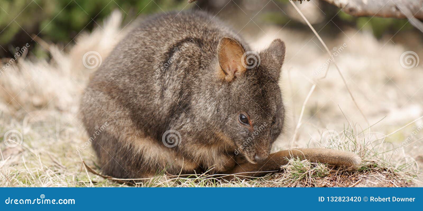 Australian Bush Wallaby Outside during the Day Stock Photo - Image of ...