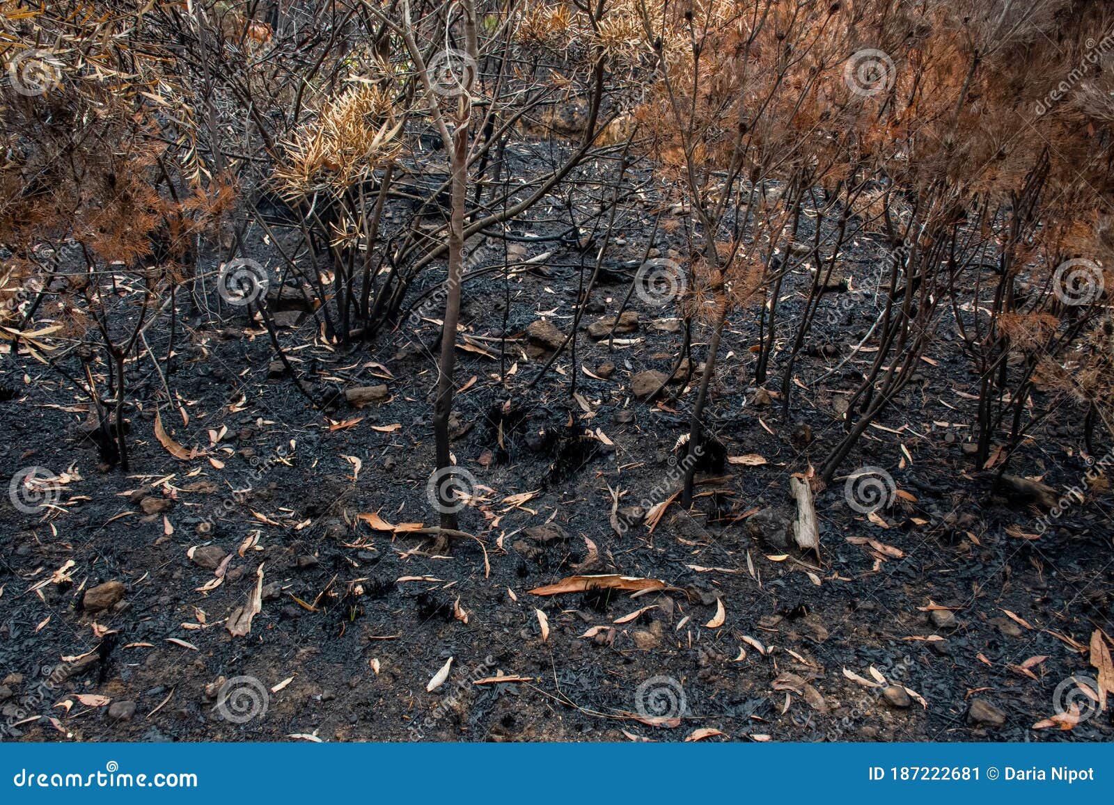 Australian Bushfire Aftermath: Burnt Bushes Stock Image - Image of ...