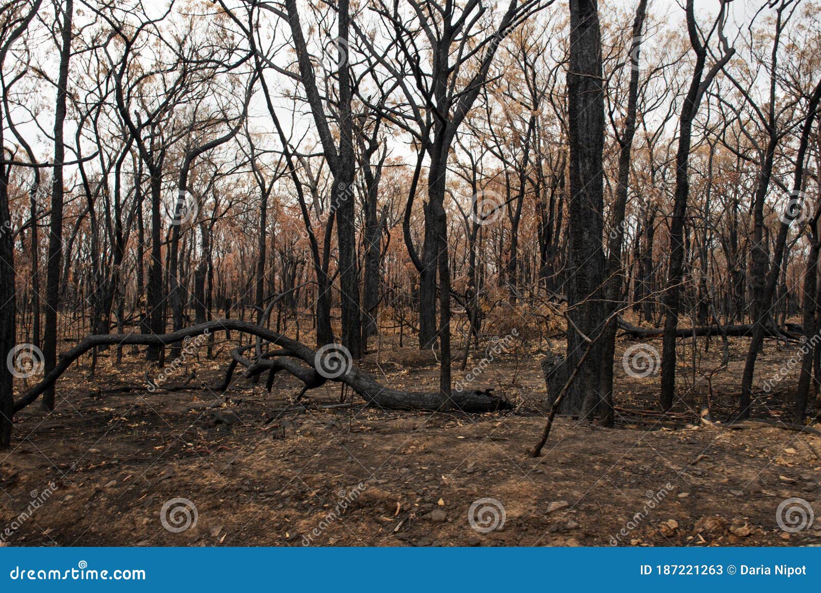 Australian Bushfire Aftermath: Burnt Eucalyptus Trees after the ...