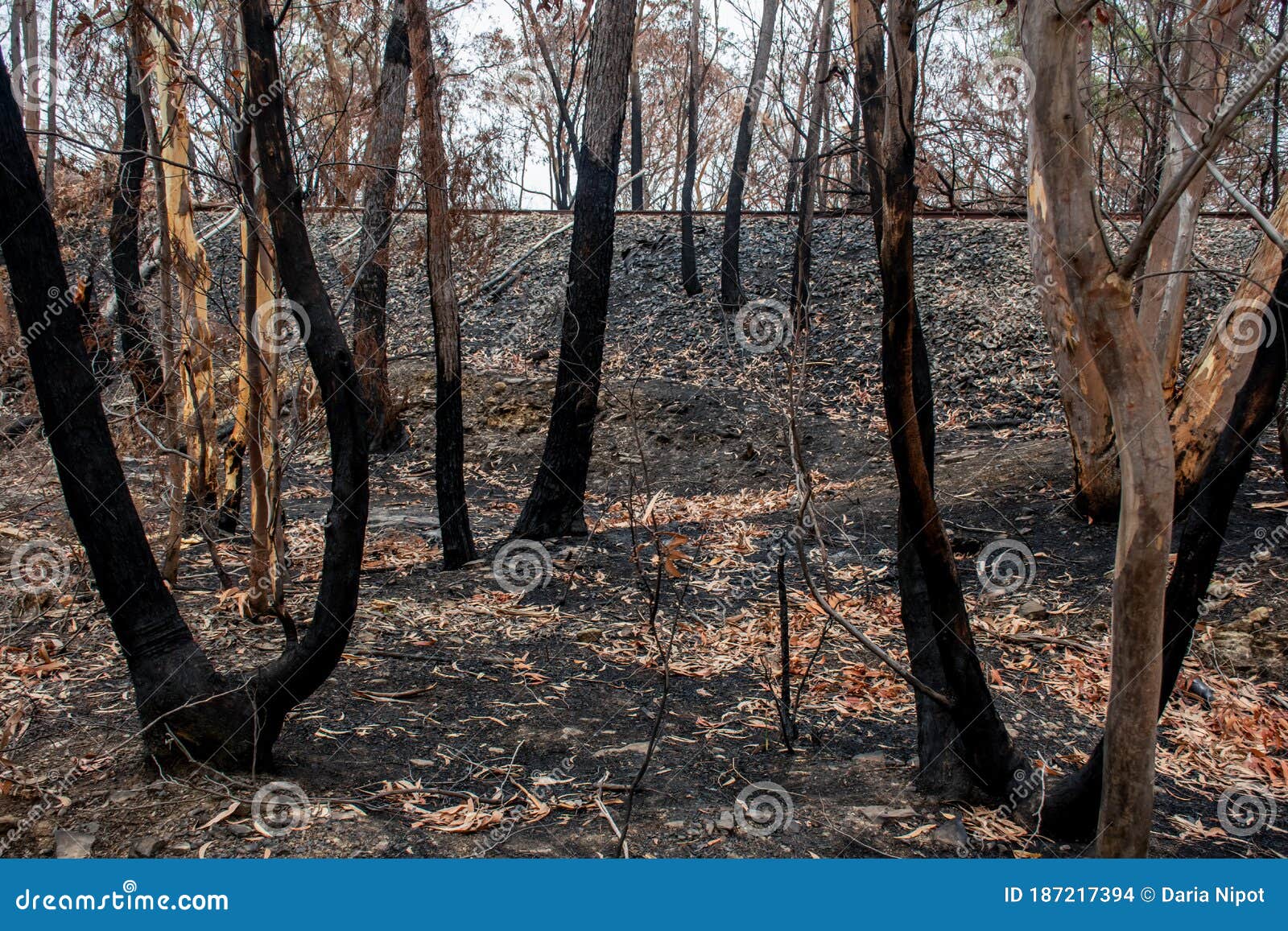 Australian Bushfire Aftermath: Burnt Eucalyptus Trees Stock Photo ...