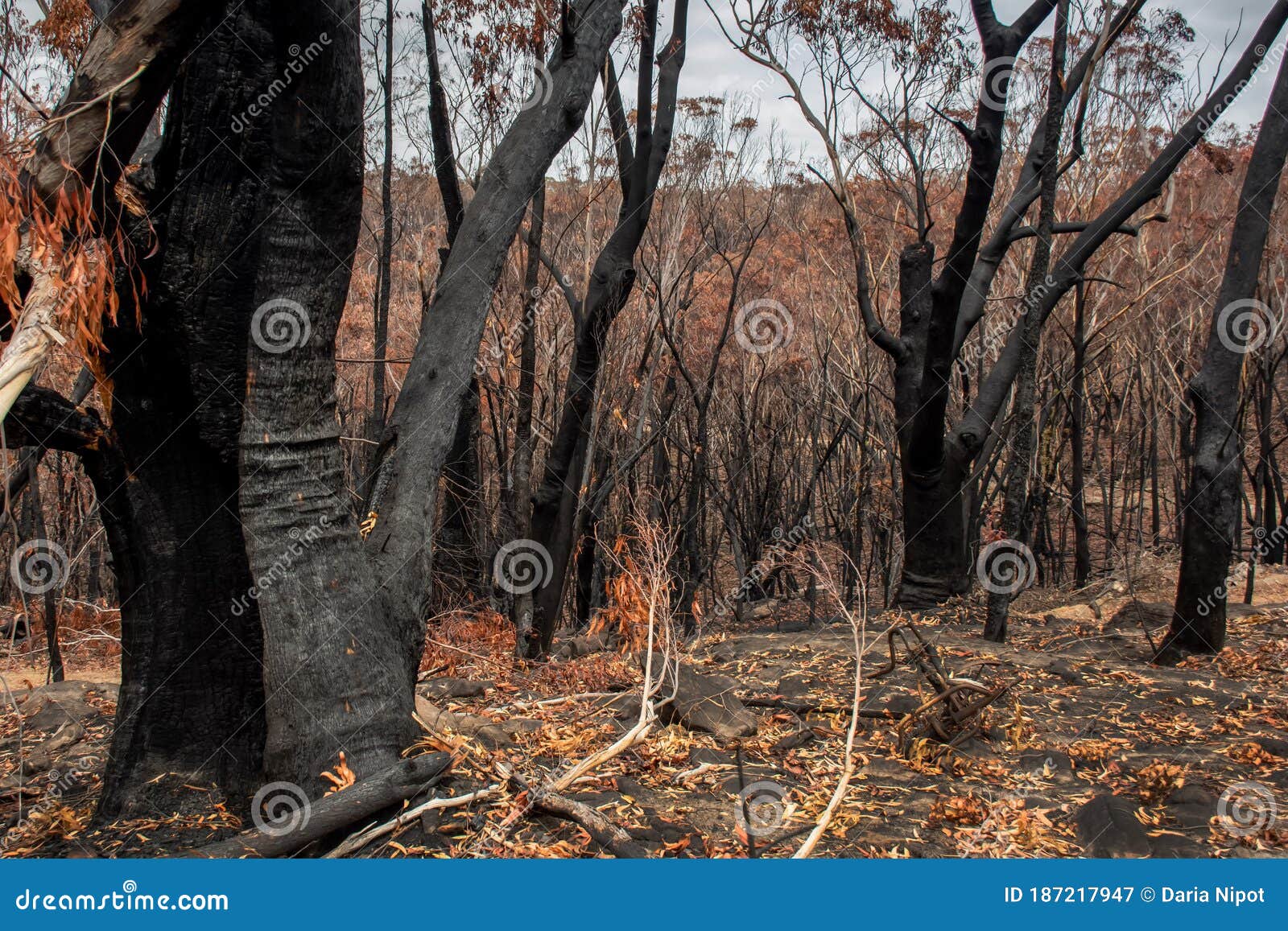 Australian Bushfire Aftermath: Burnt Eucalyptus Trees Stock Image ...