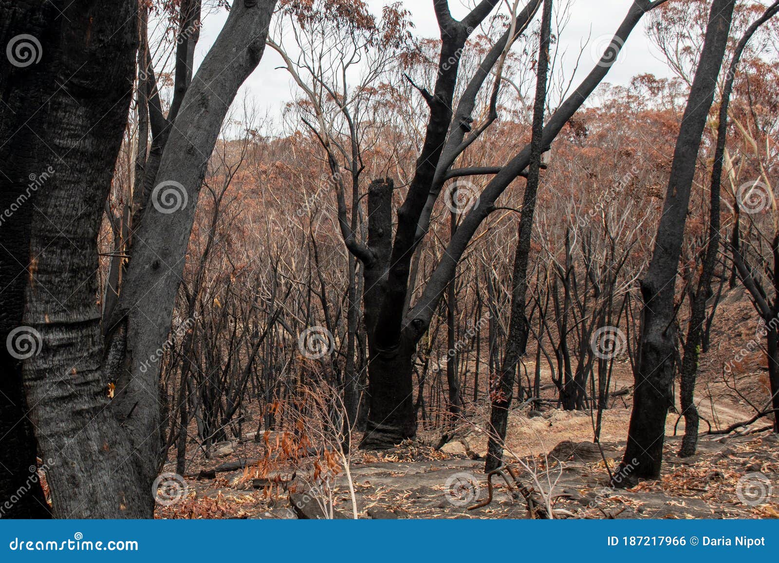 Australian Bushfire Aftermath: Burnt Eucalyptus Trees Stock Photo ...