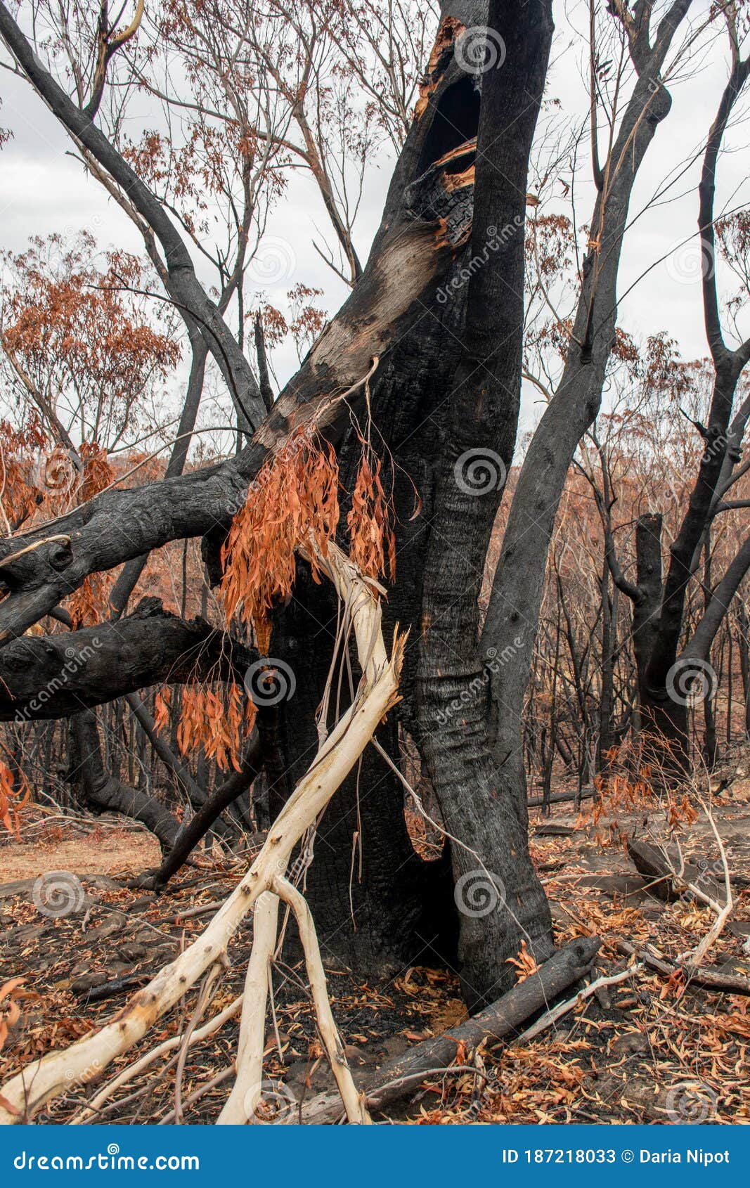 Burnt Eucalyptus Trees Suffered from Firestorm Stock Image - Image of ...