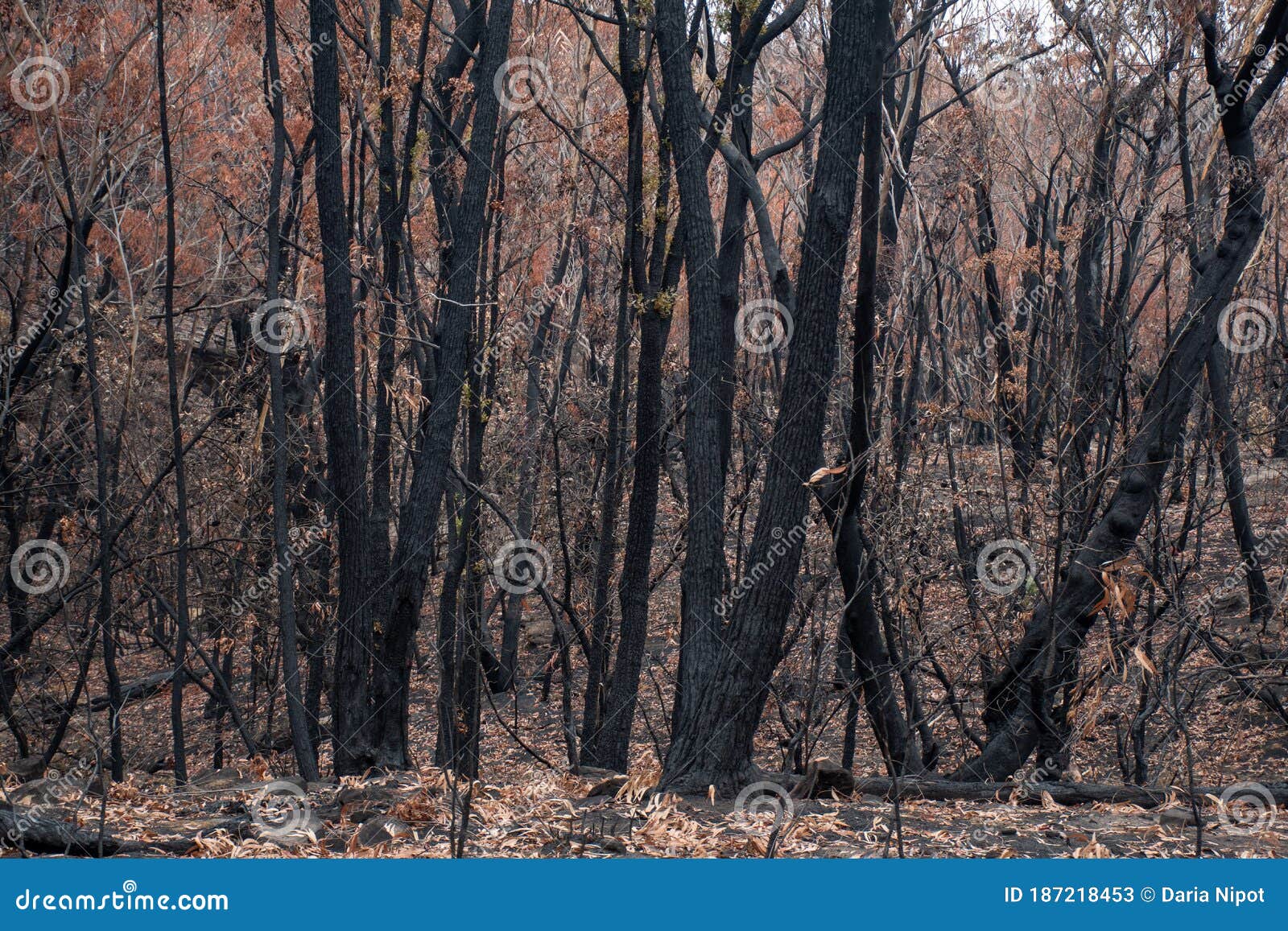 Australian Bushfire Aftermath: Burnt Eucalyptus Trees Stock Image ...