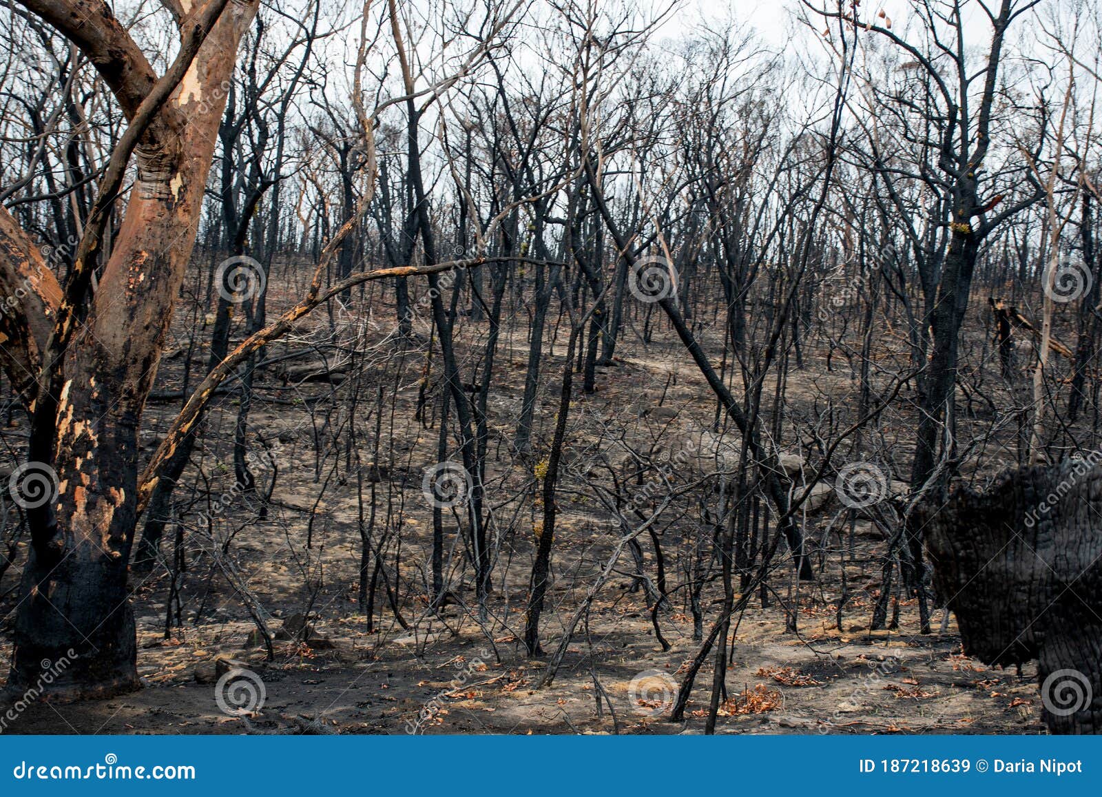 Australian Bushfire Aftermath: Burnt Eucalyptus Trees Suffered from ...