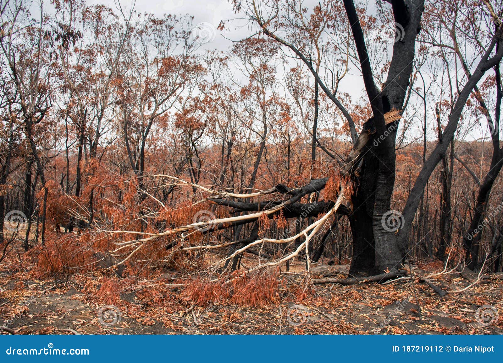 Australian Bushfire Aftermath: Burnt Eucalyptus Trees Stock Photo ...