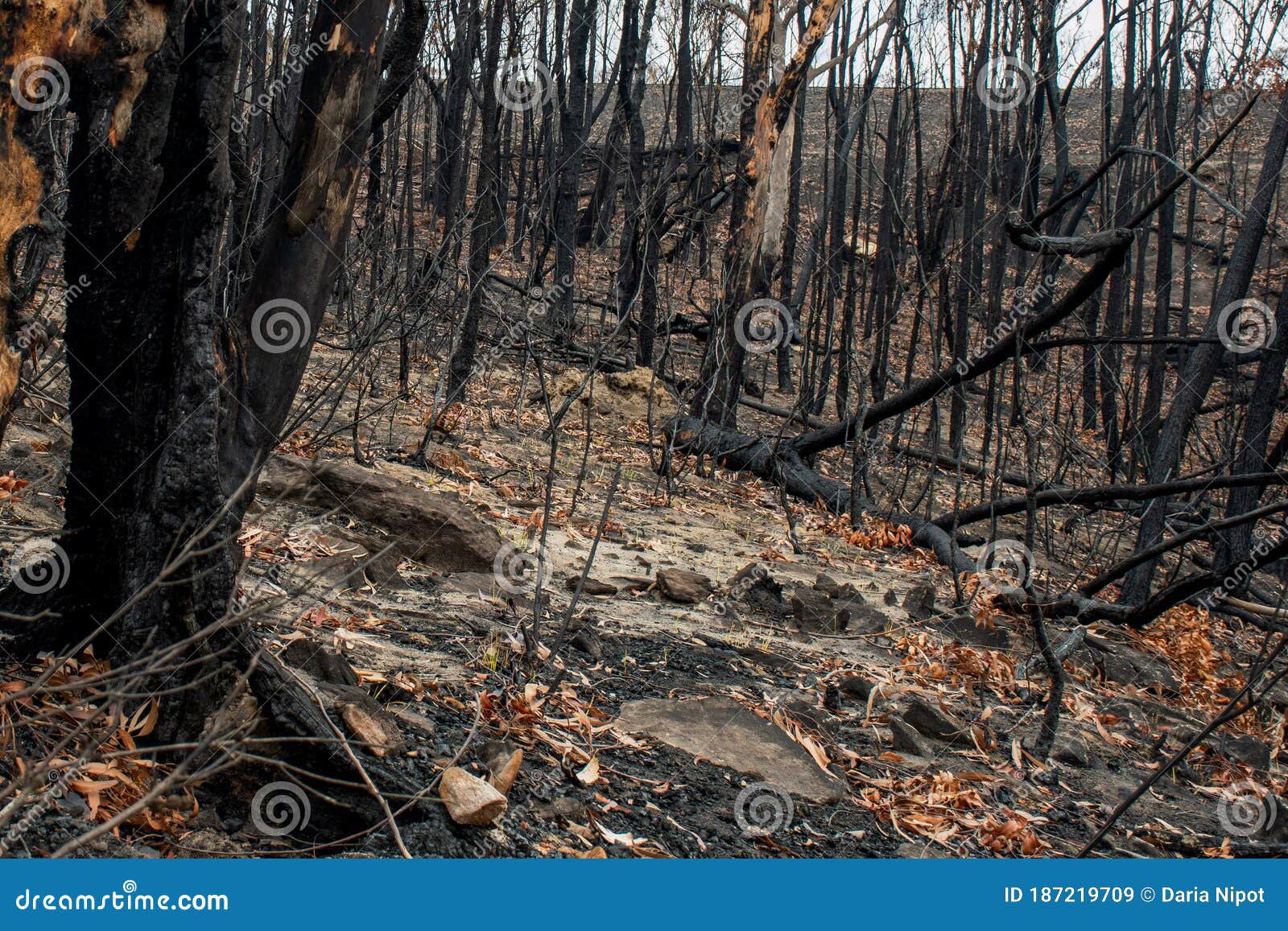 Australian Bushfire Aftermath: Burnt Eucalyptus Trees Stock Image ...