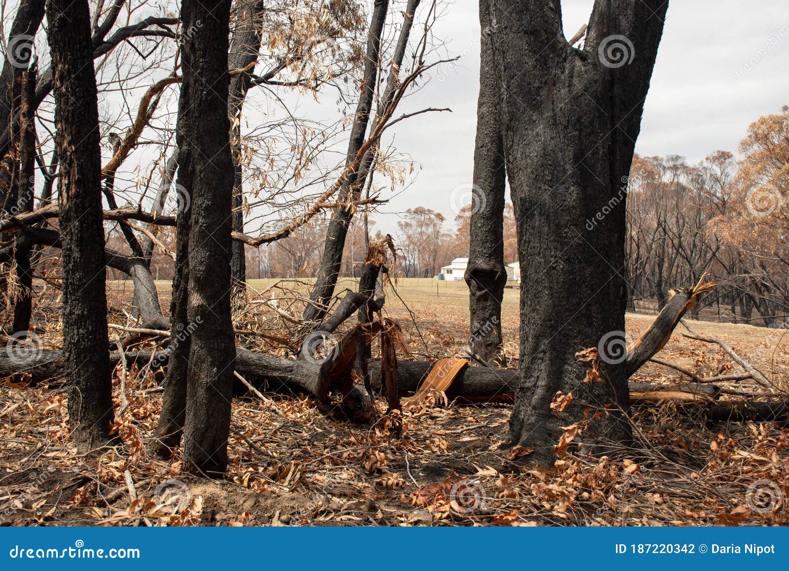Australian Bushfire Aftermath: Burnt Eucalyptus Trees Suffered From The ...