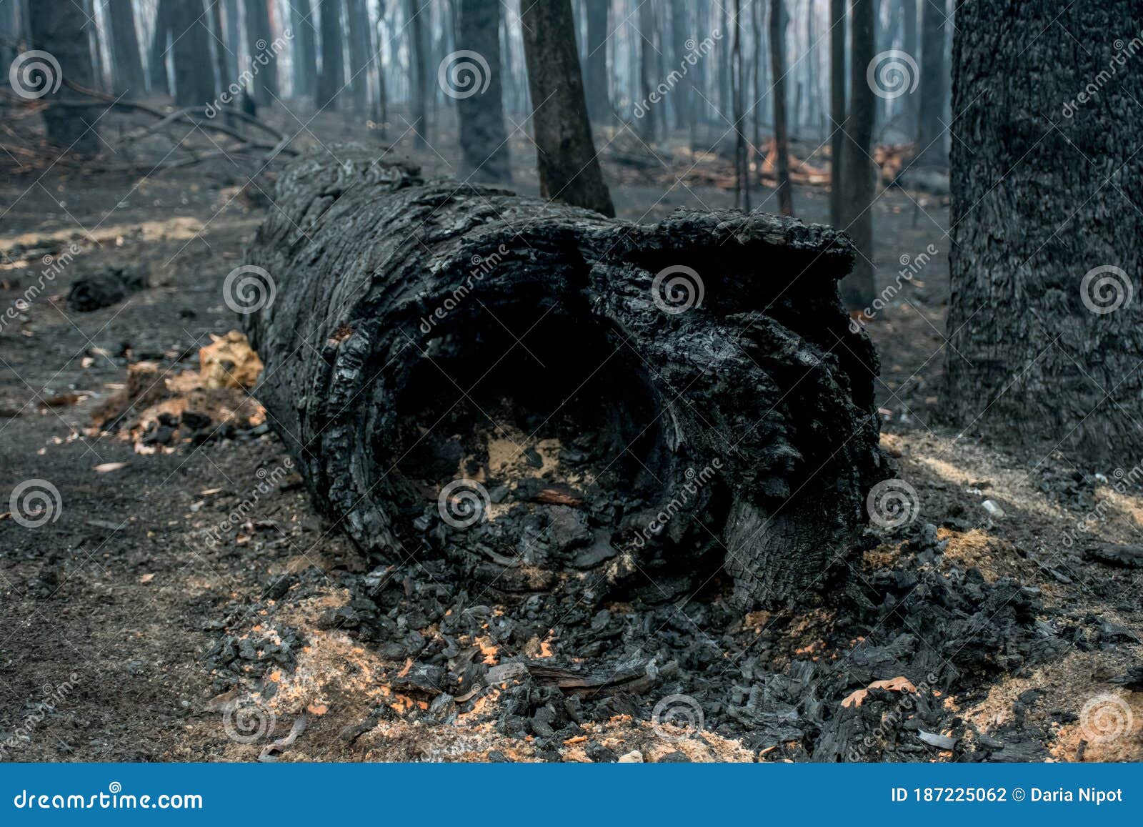Australian Bushfire Aftermath: Burnt Eucalyptus Trees Stock Photo ...