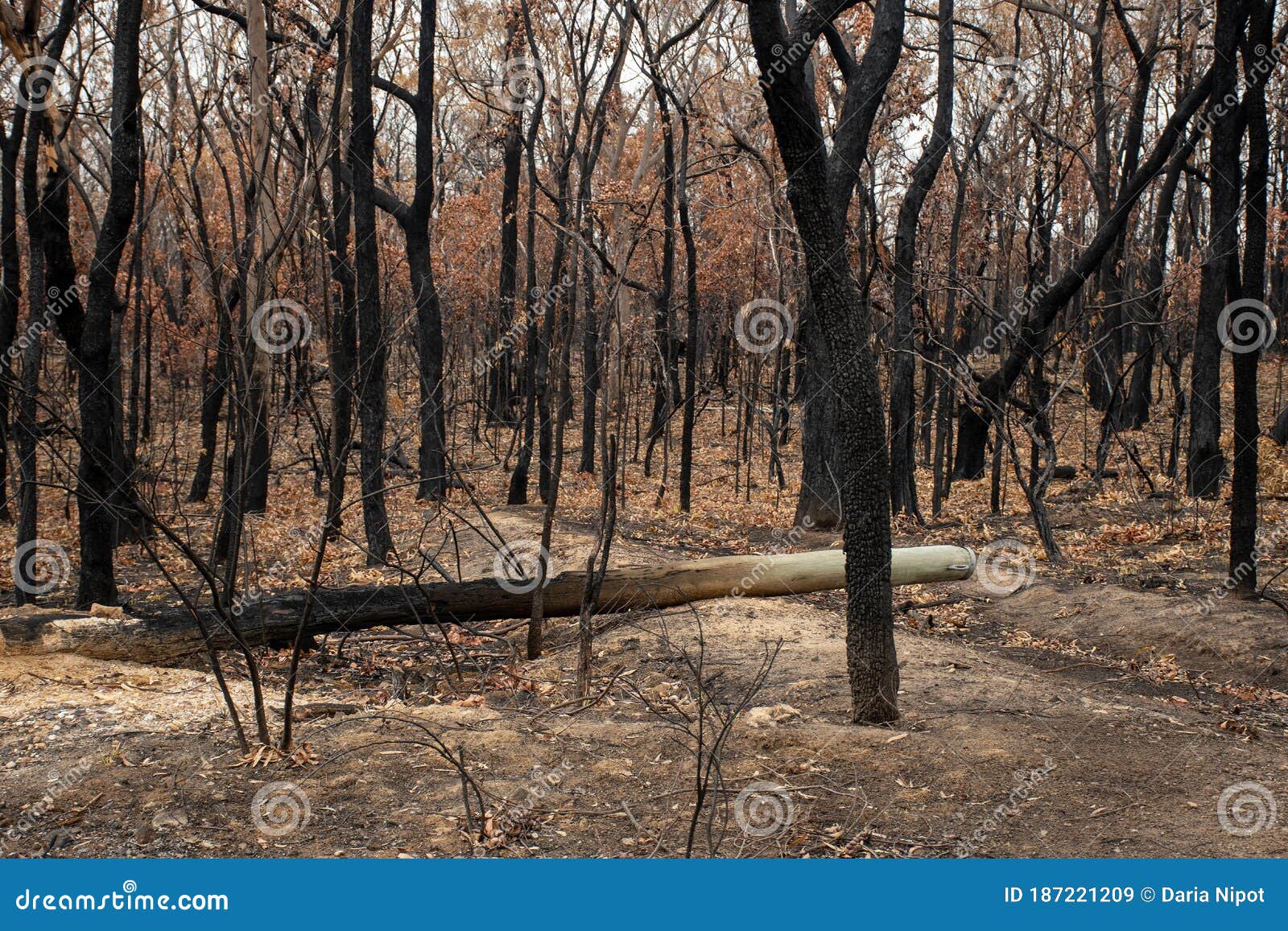 Australian Bushfire Aftermath: Burnt Eucalyptus Trees Suffered from the ...