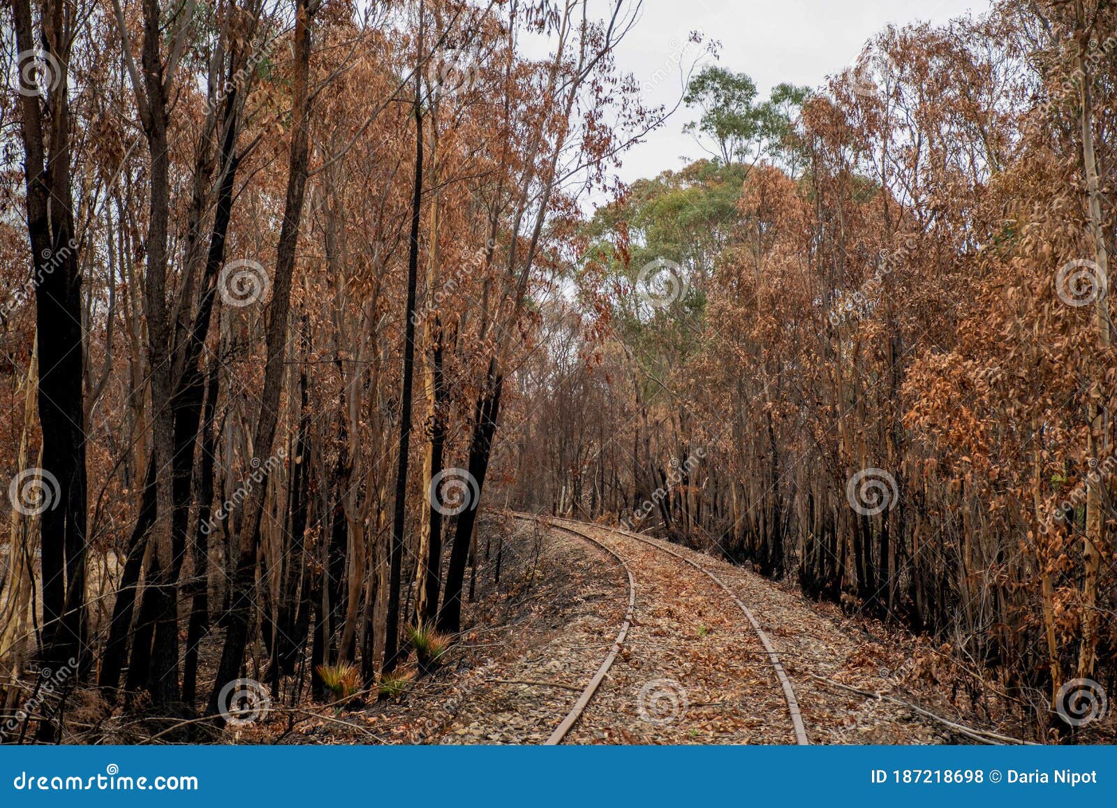 Australian Bushfire Aftermath: Burnt Eucalyptus Trees Suffered from ...