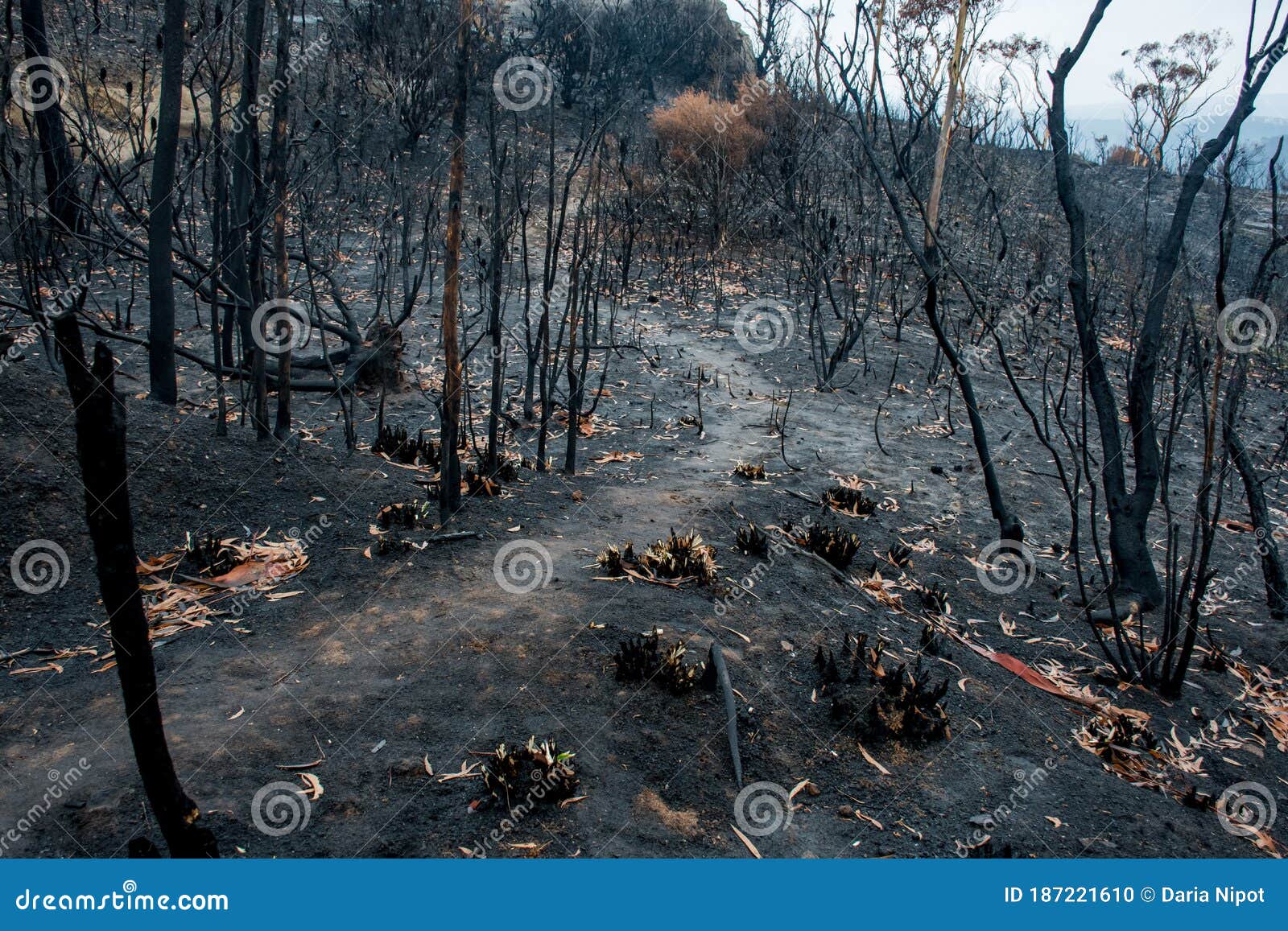 Australian Bushfire Aftermath: Burnt Eucalyptus Trees Suffered from a ...