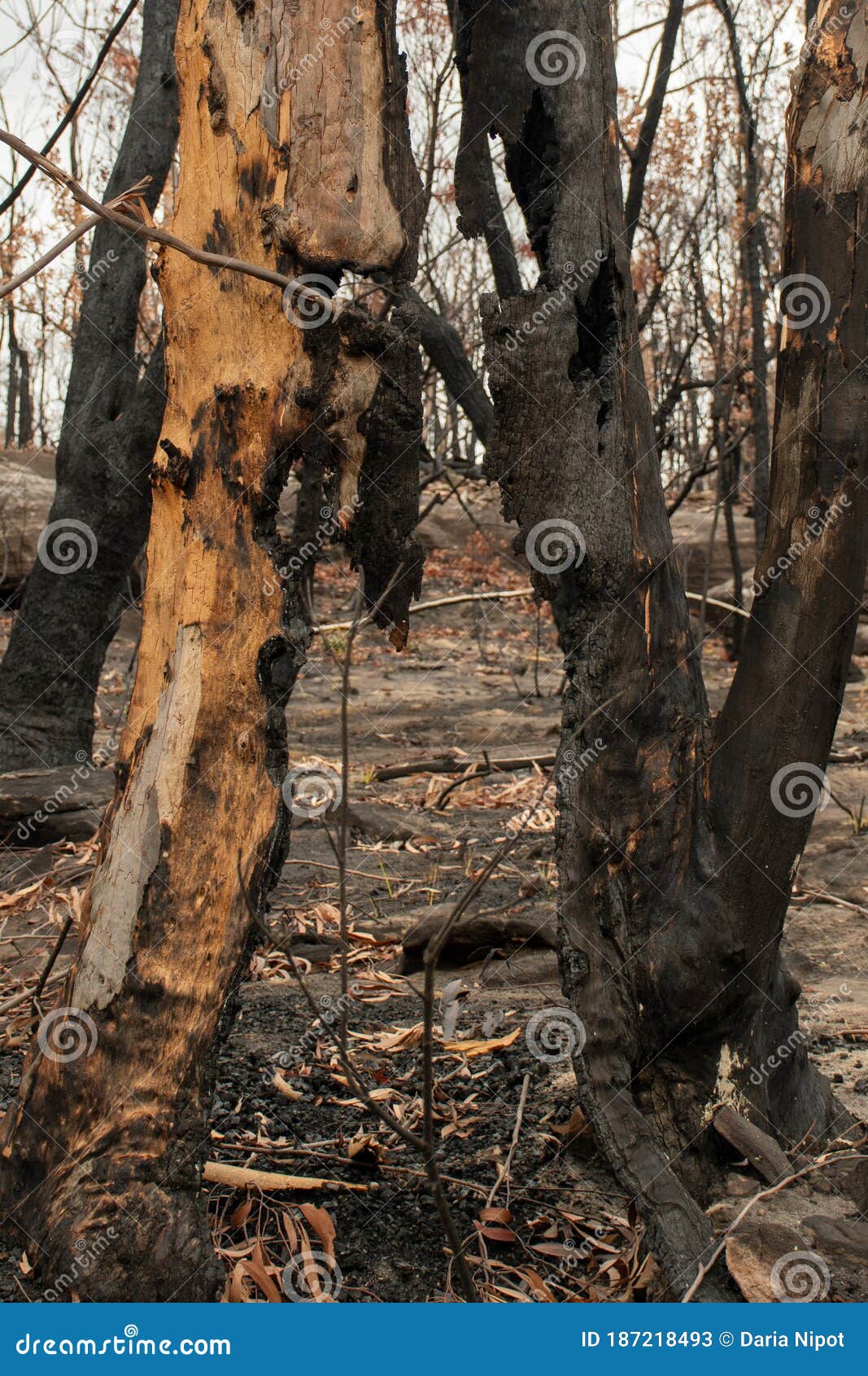 Australian Bushfire Aftermath: Burnt Eucalyptus Tree Stock Image ...