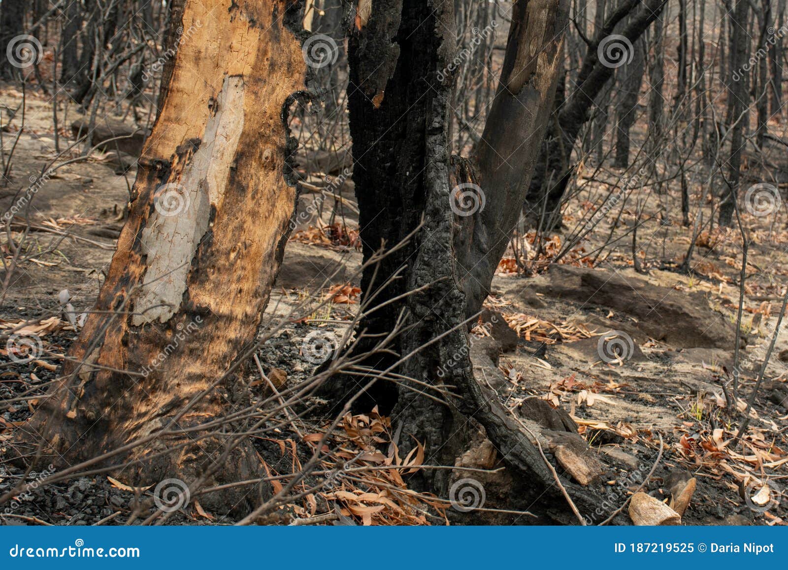Australian Bushfire Aftermath: Eucalyptus Tree Burnt Completely from ...