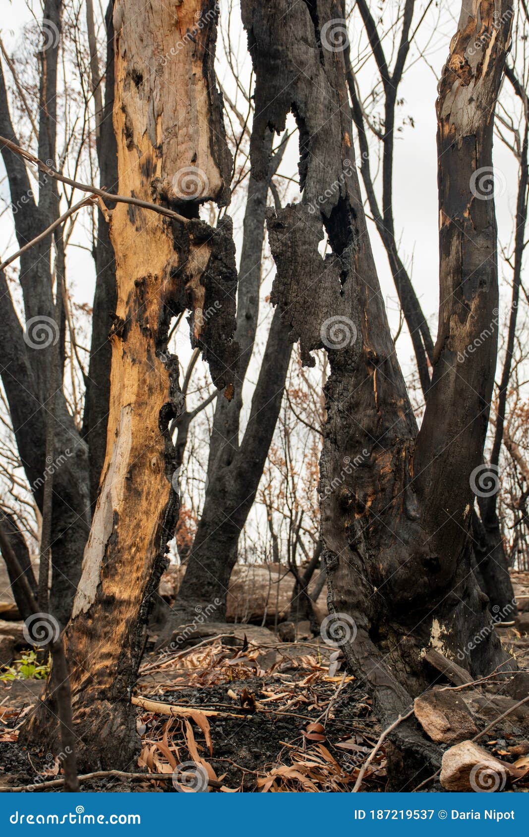 Australian Bushfire Aftermath: Eucalyptus Tree Burnt Stock Image ...