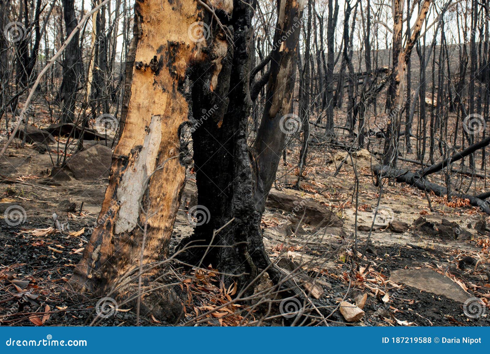 Australian Bushfire Aftermath: Eucalyptus Tree Burnt Completely from ...