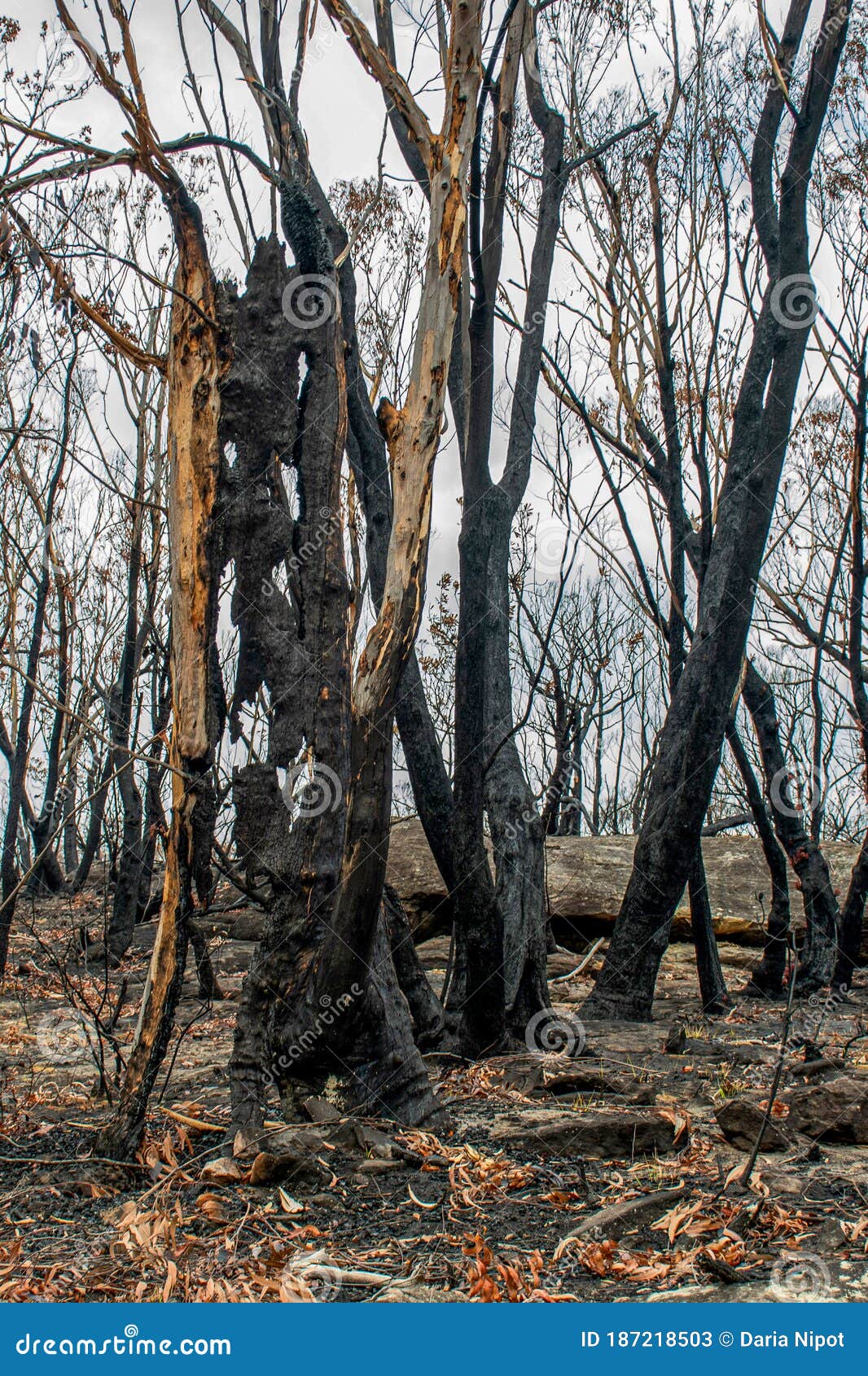 Eucalyptus Tree Burnt from Inside Stock Image - Image of natural ...