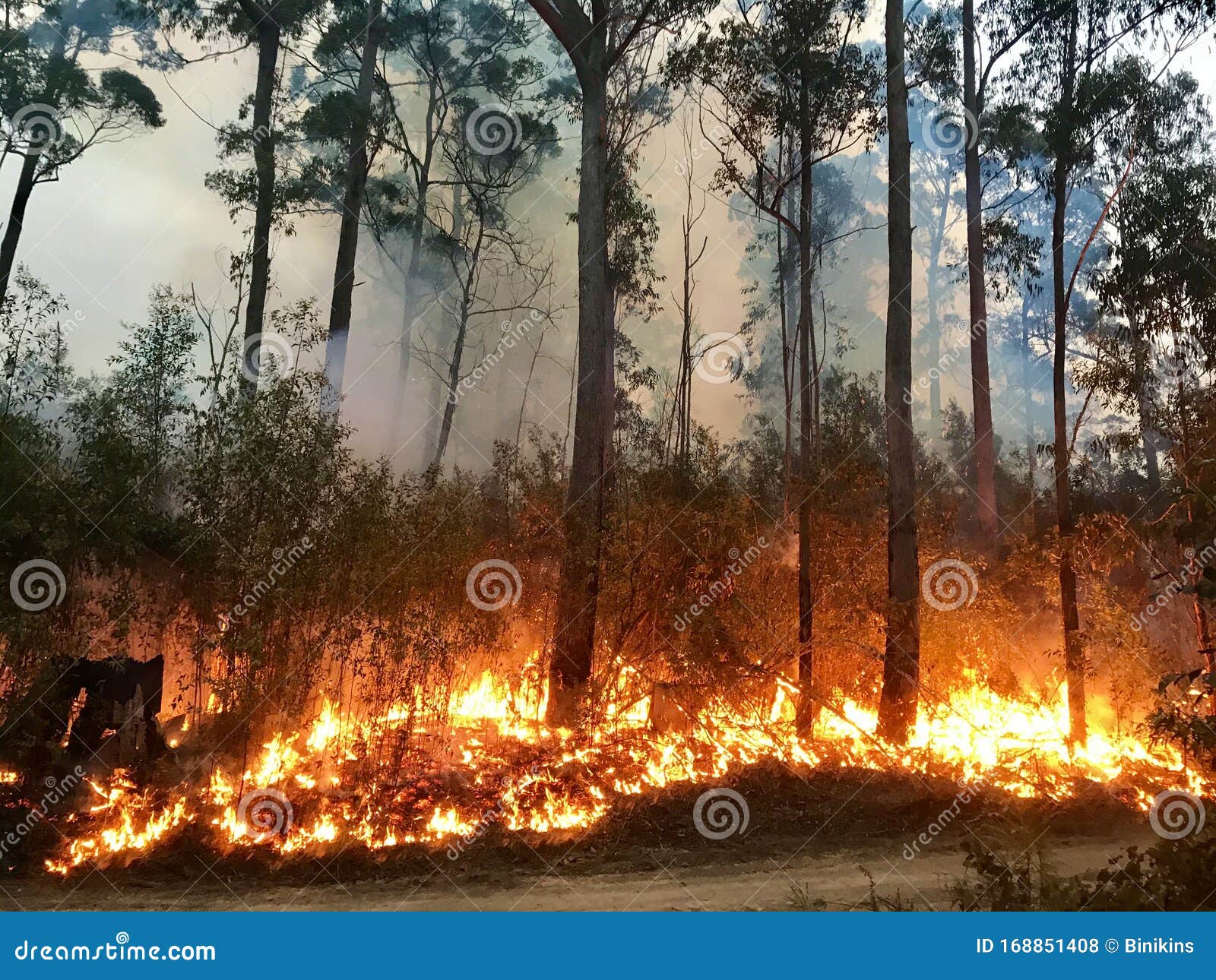 Australian Bushfire stock photo. Image of burn, change - 168851408