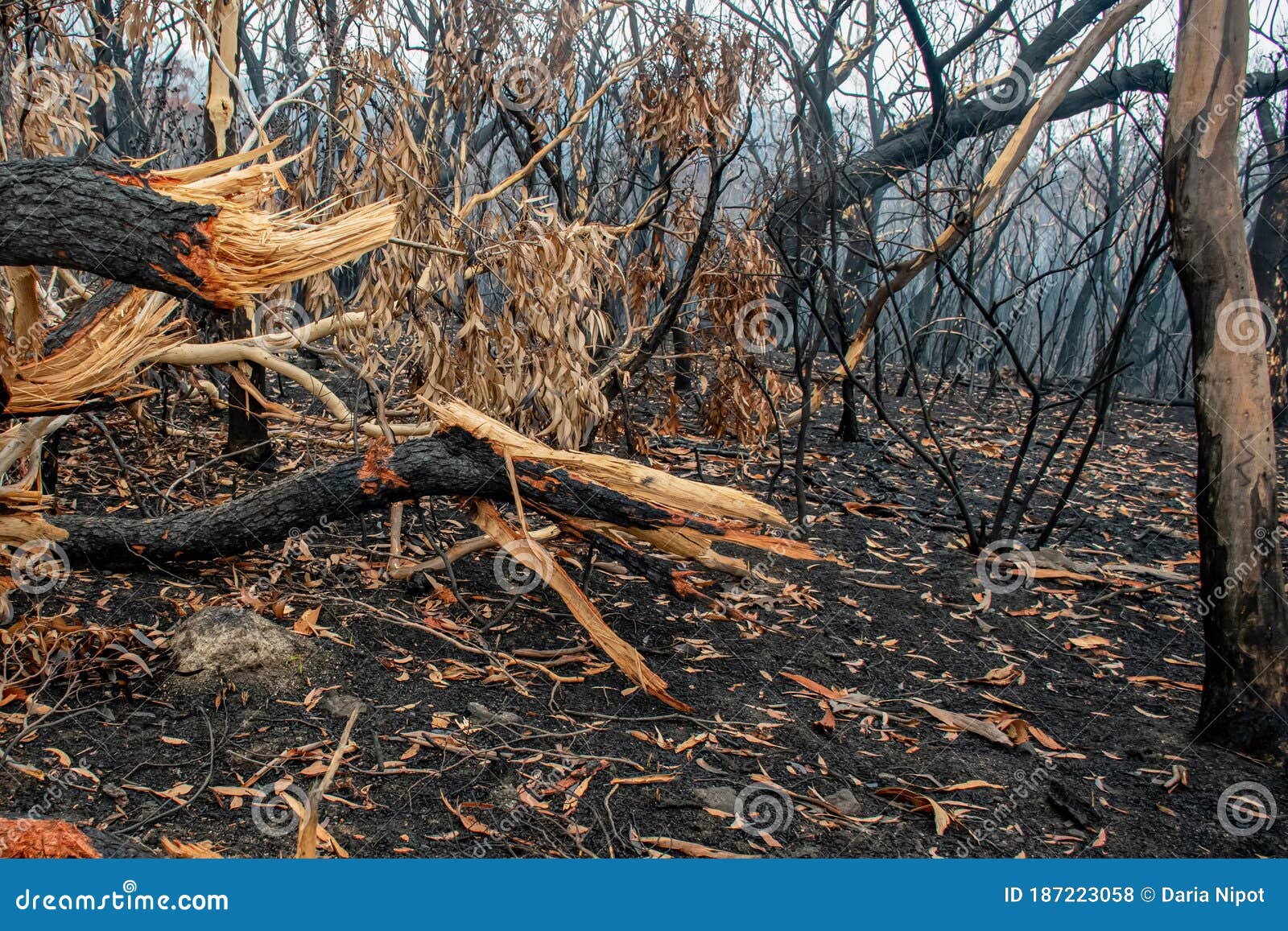 Australian Bushfires Aftermath: Broken Fallen Eucalyptus Trees Damaged ...