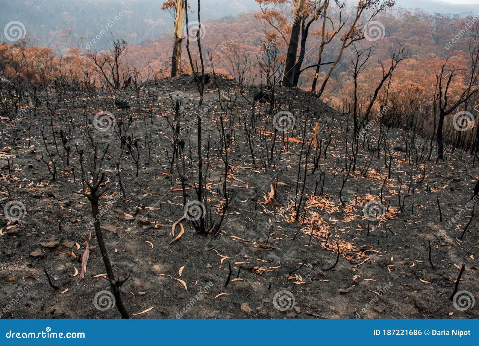 Australian Bushfires Aftermath: Burnt Bushes and Trees Stock Photo ...