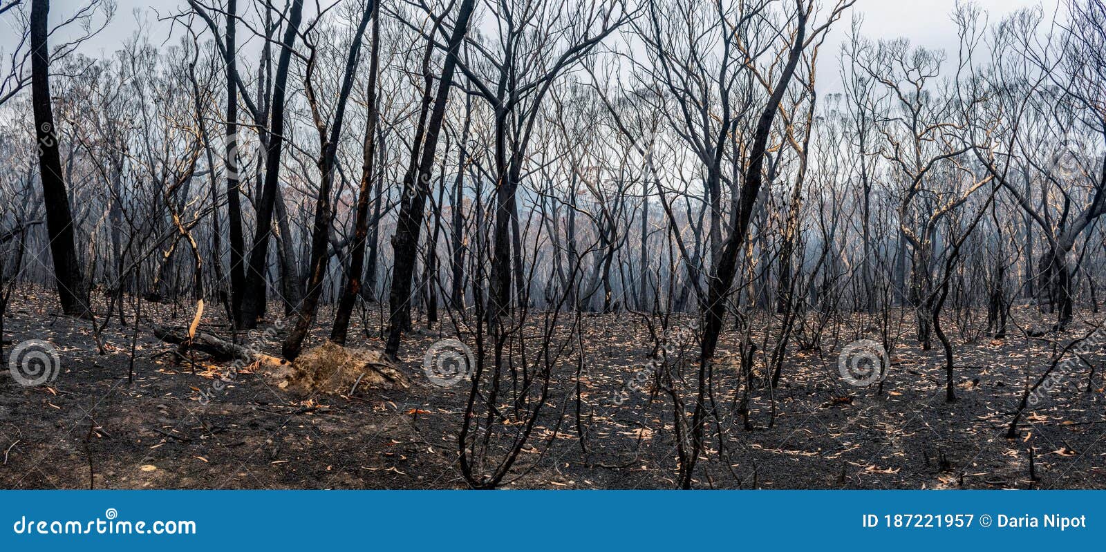 Australian Bushfires Aftermath: Burnt Eucalyptus Trees Damaged by the ...