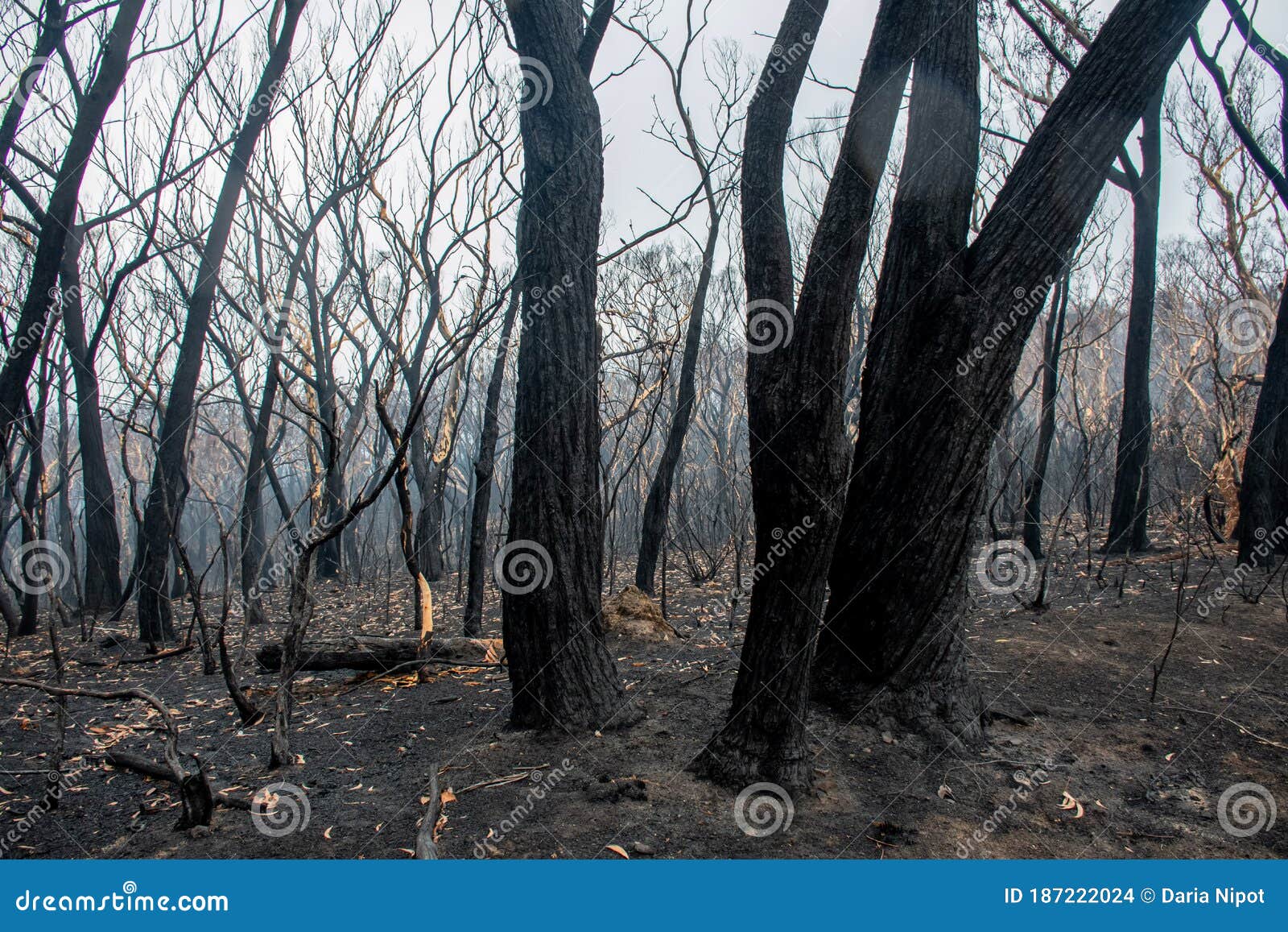 Australian Bushfires Aftermath: Burnt Eucalyptus Trees Stock Photo ...