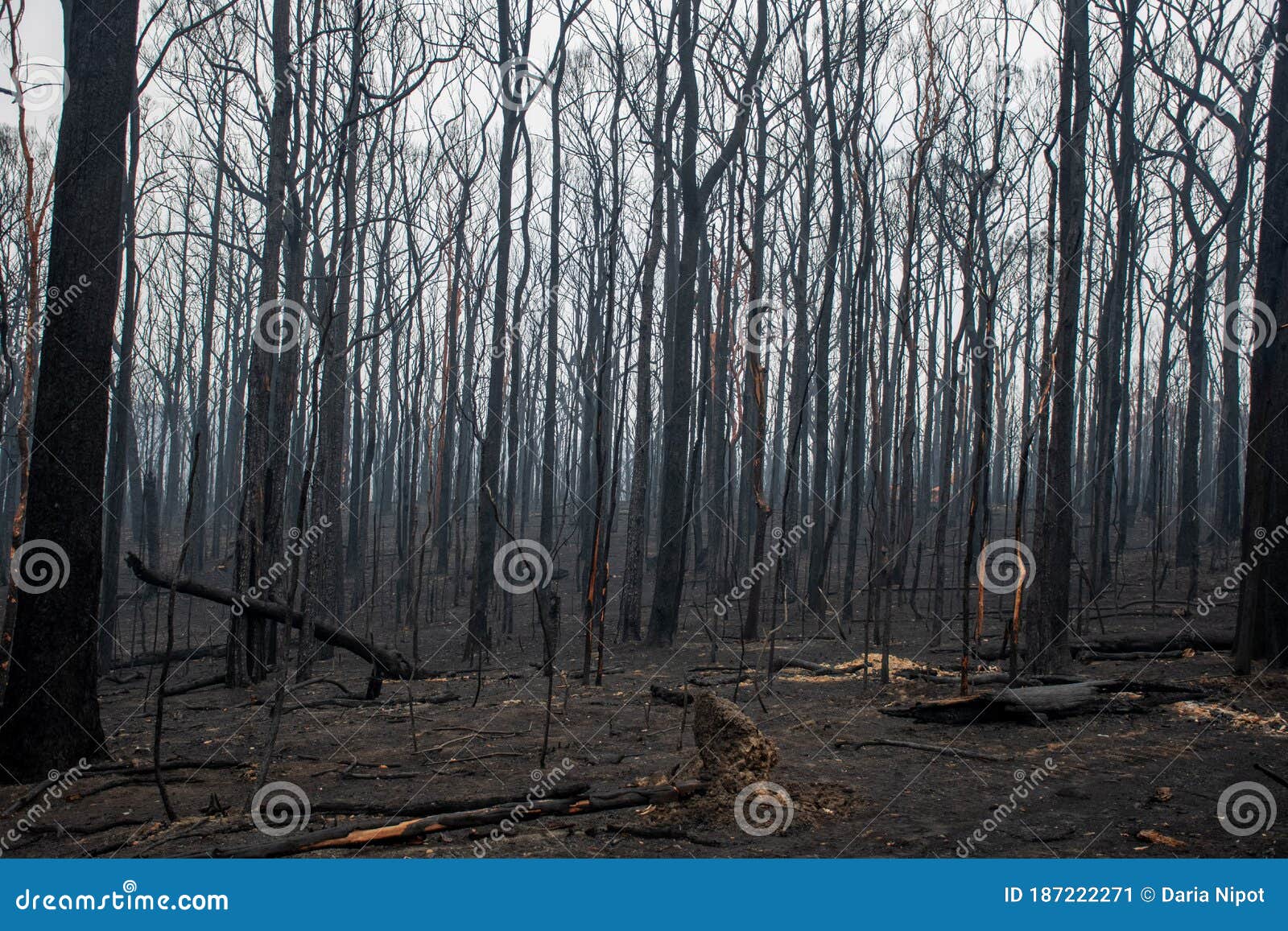 Australian Bushfires Aftermath: Burnt Eucalyptus Trees Stock Image ...