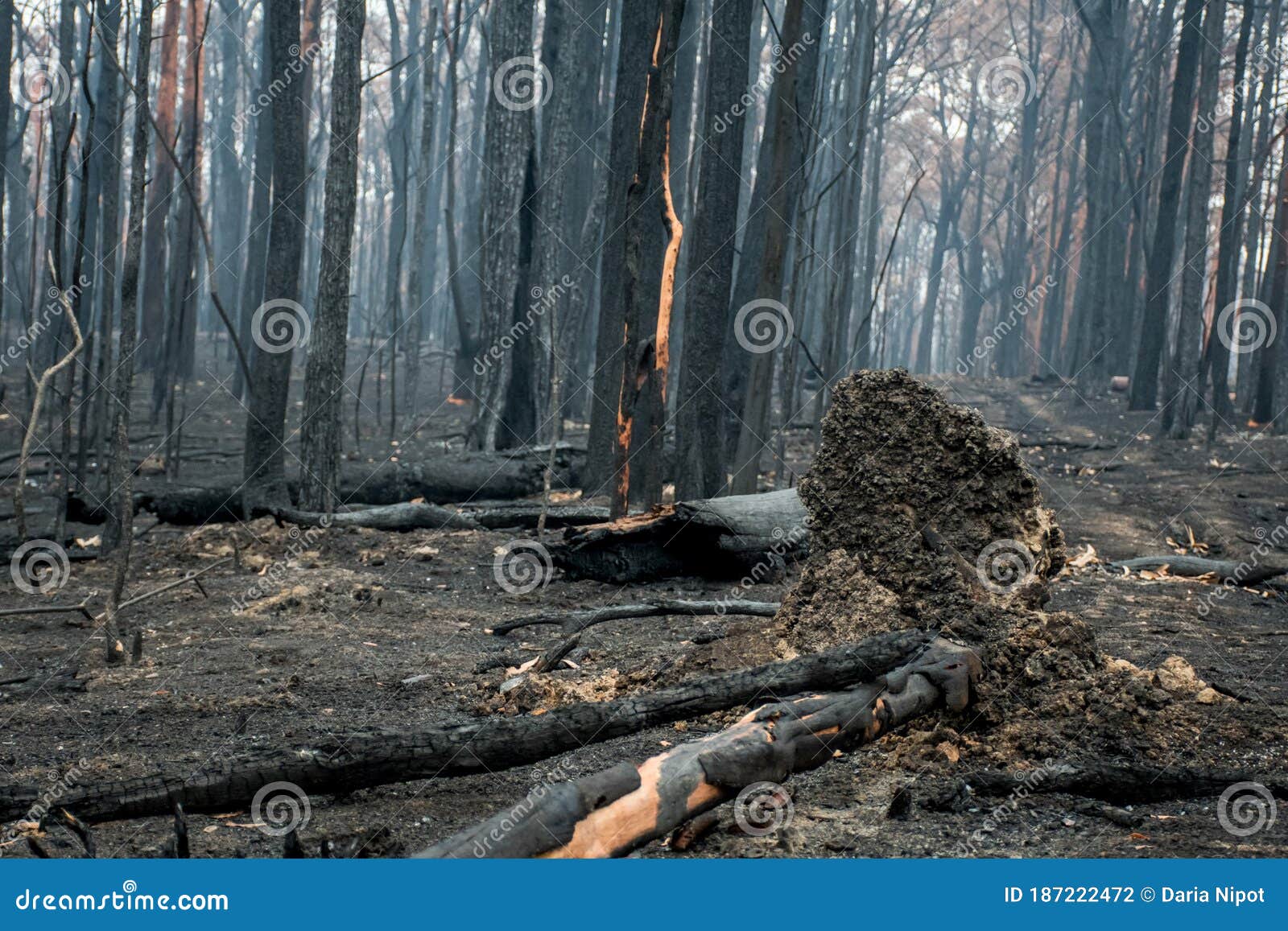 Australian Bushfires Aftermath: Burnt Eucalyptus Trees Stock Photo ...