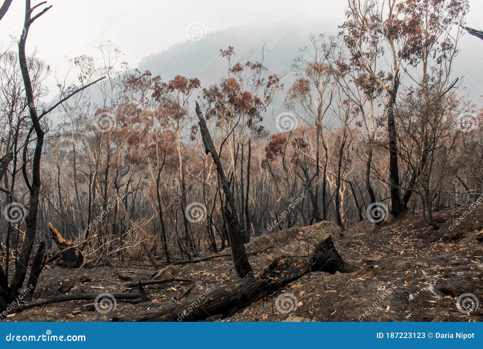 Australian Bushfires Aftermath: Burnt Eucalyptus Trees Stock Image ...