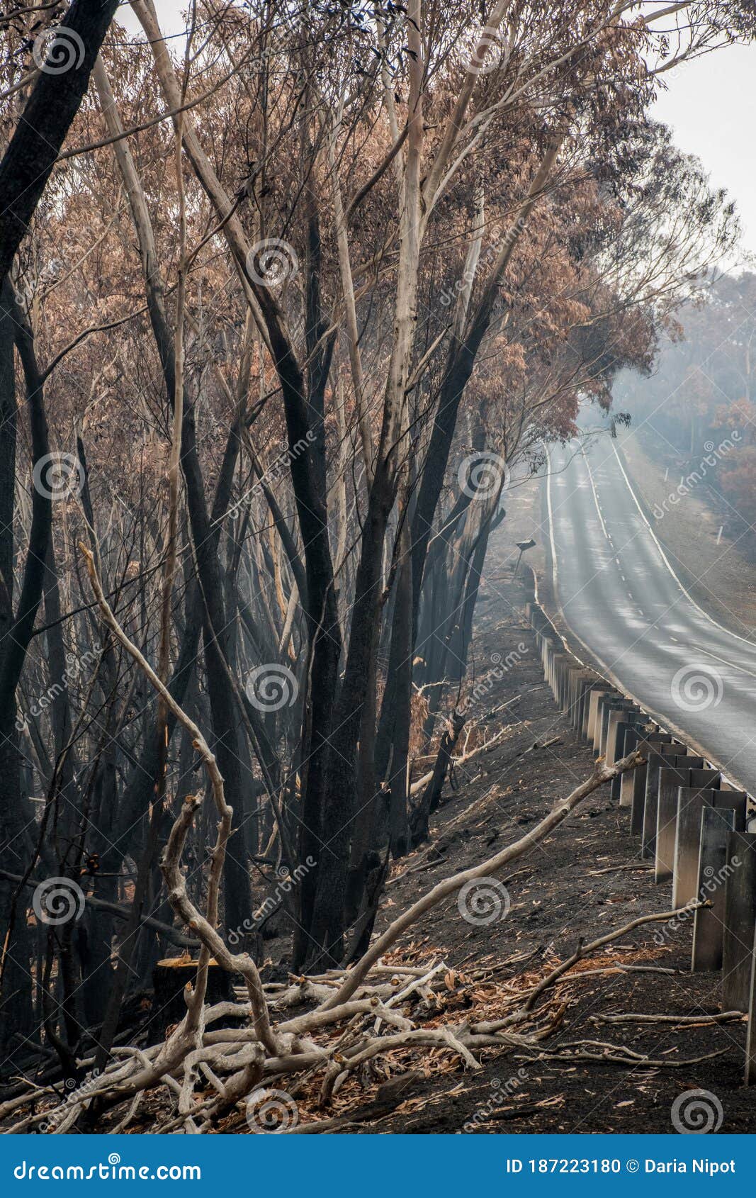 Australian Bushfires Aftermath: Burnt Eucalyptus Trees Royalty-Free ...