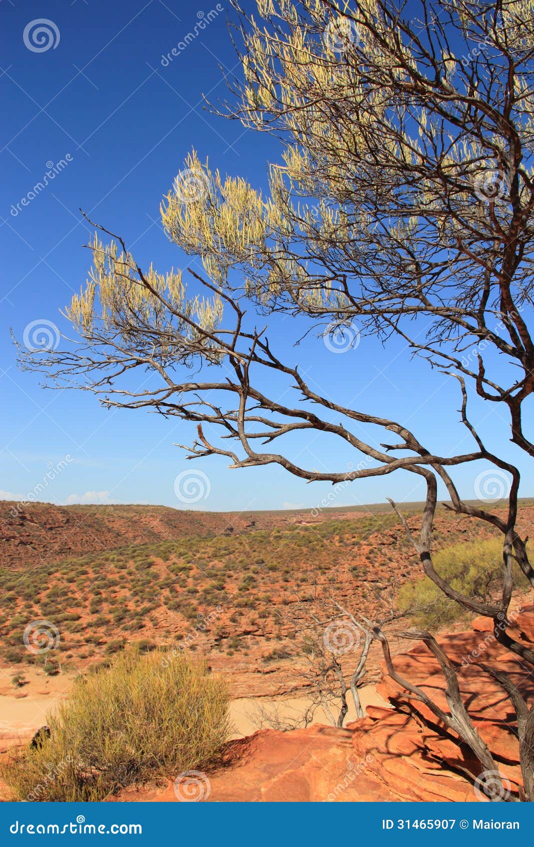 Australian bushland stock image. Image of bushland, blue - 31465907