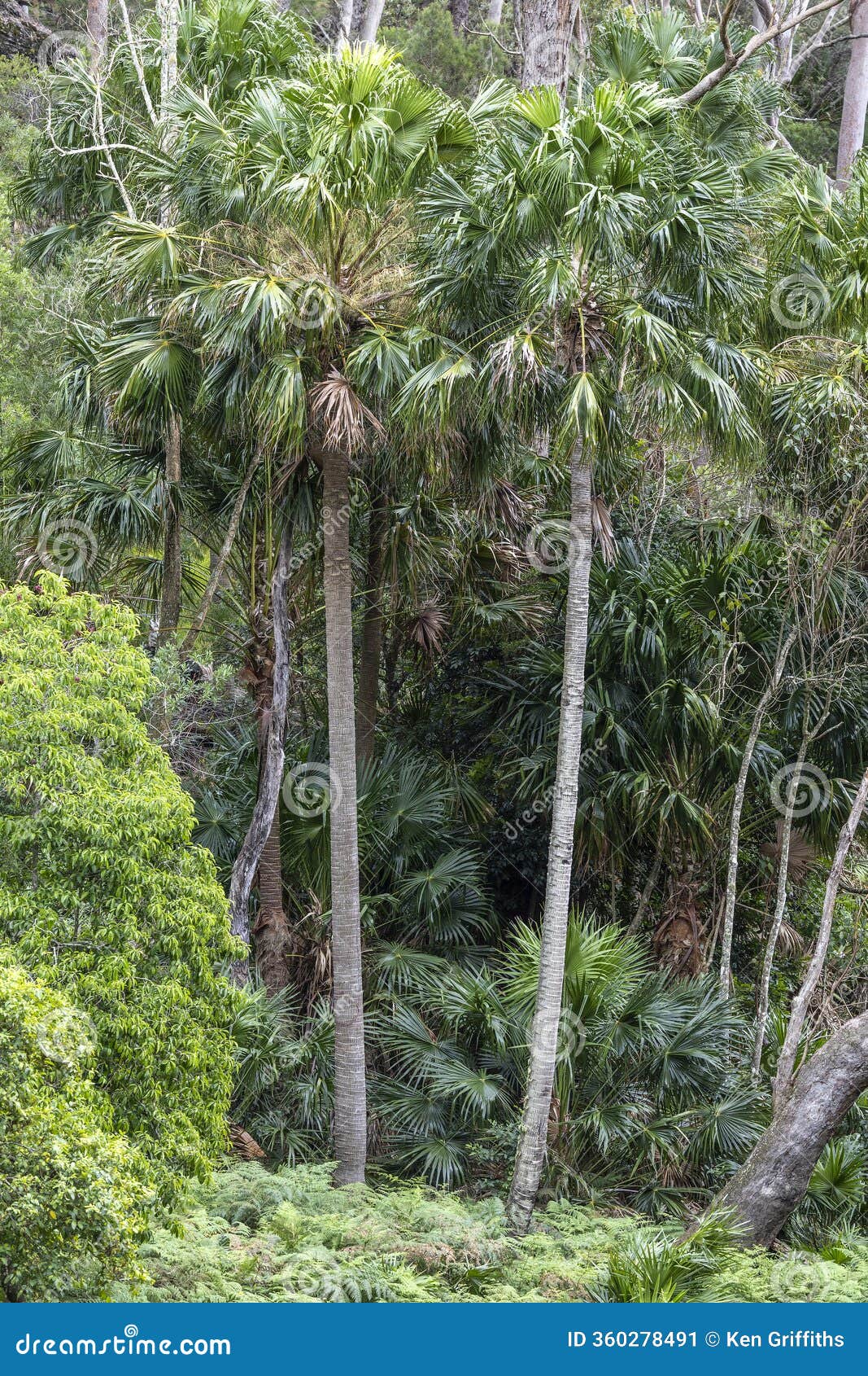 Australian Cabbage-tree Palm Stock Image - Image of nature, plant ...