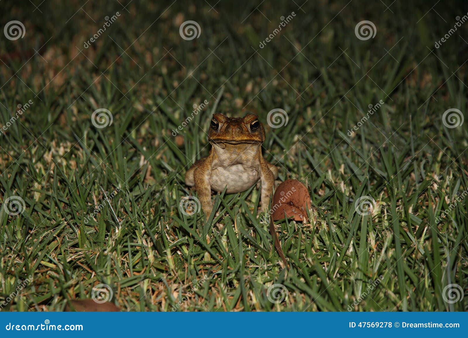Australian cane toad stock photo. Image of poison, bufonidae - 47569278