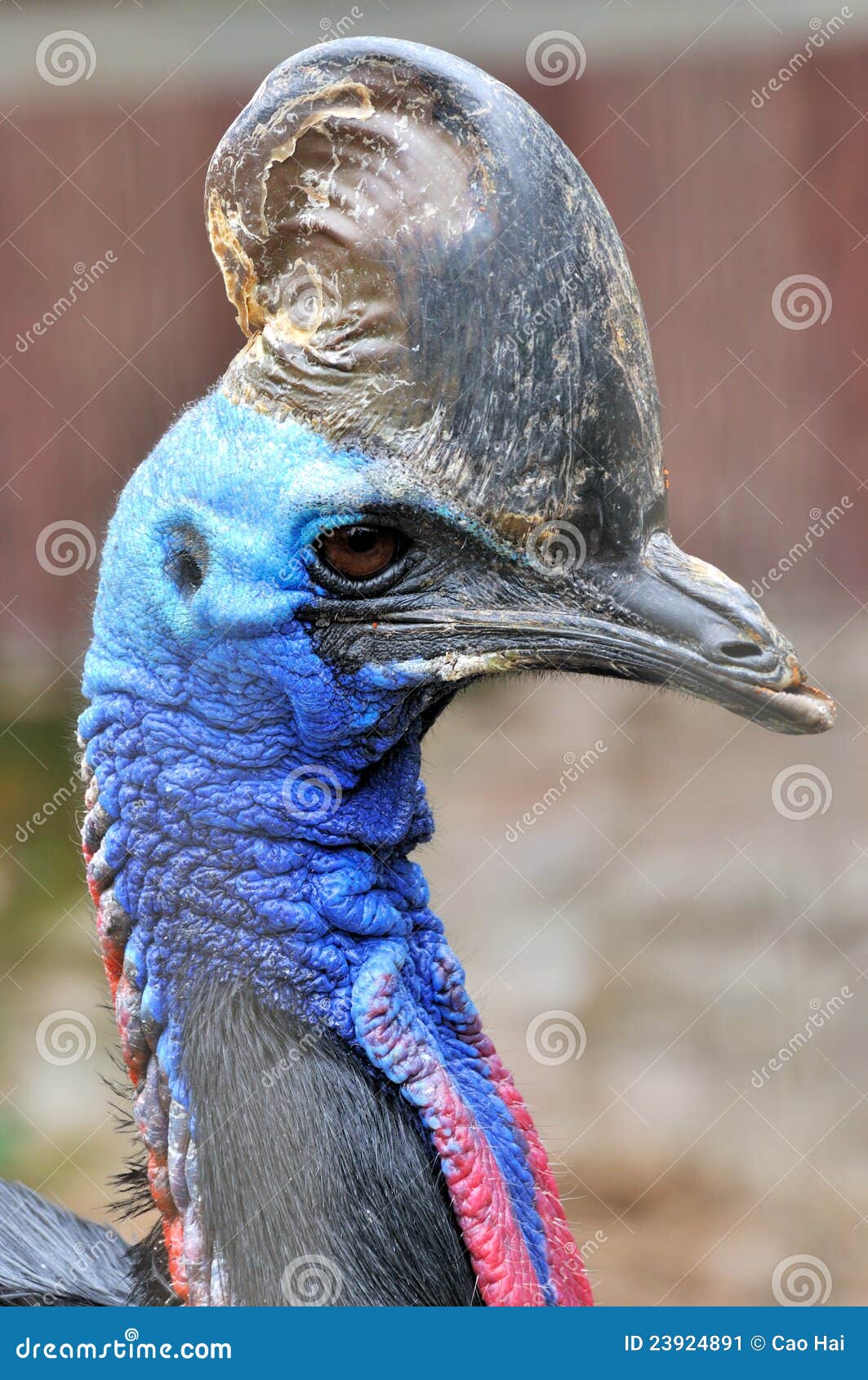 An Australian cassowary stock image. Image of face, beak - 23924891