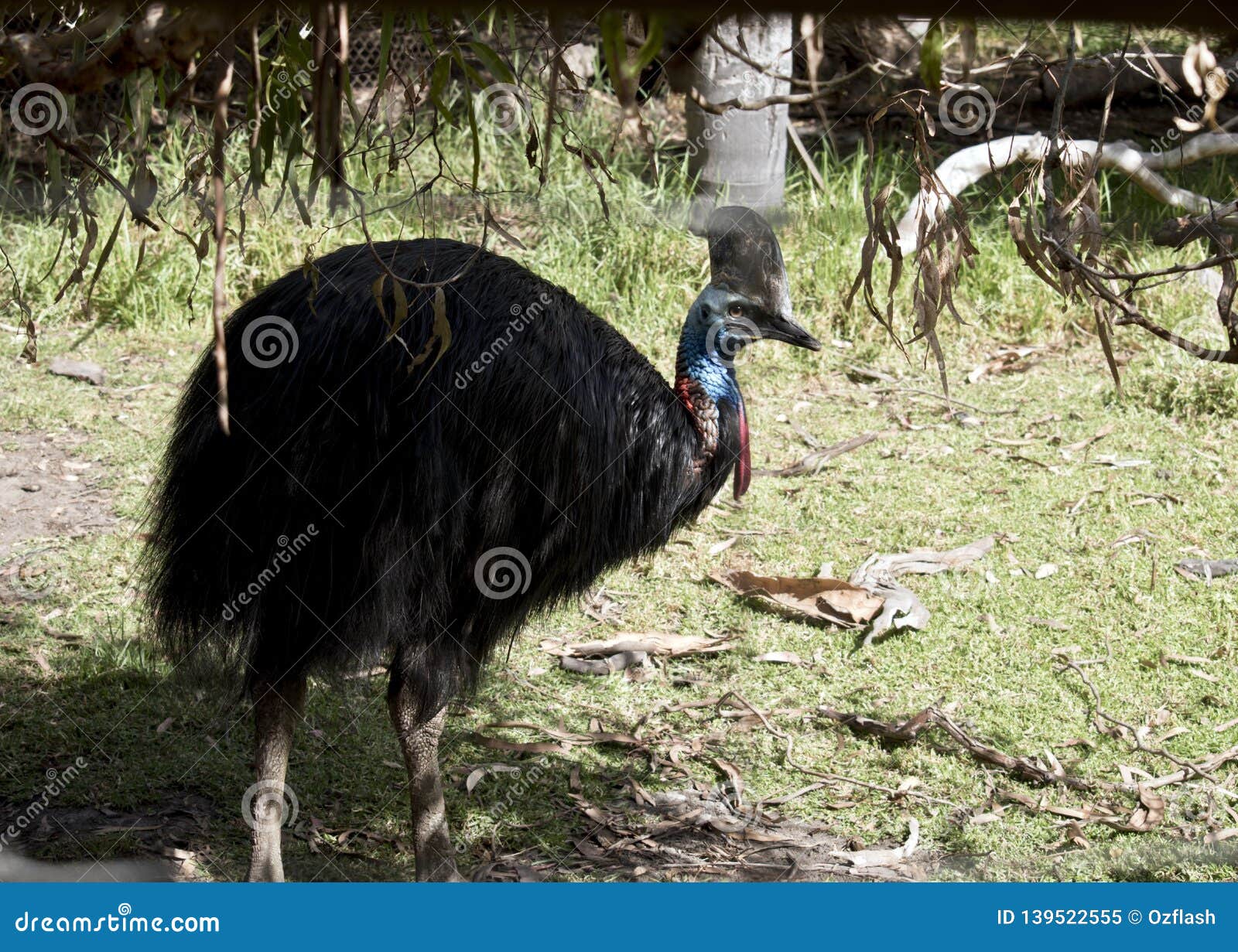 An Australian cassowary stock image. Image of tail, fast - 139522555