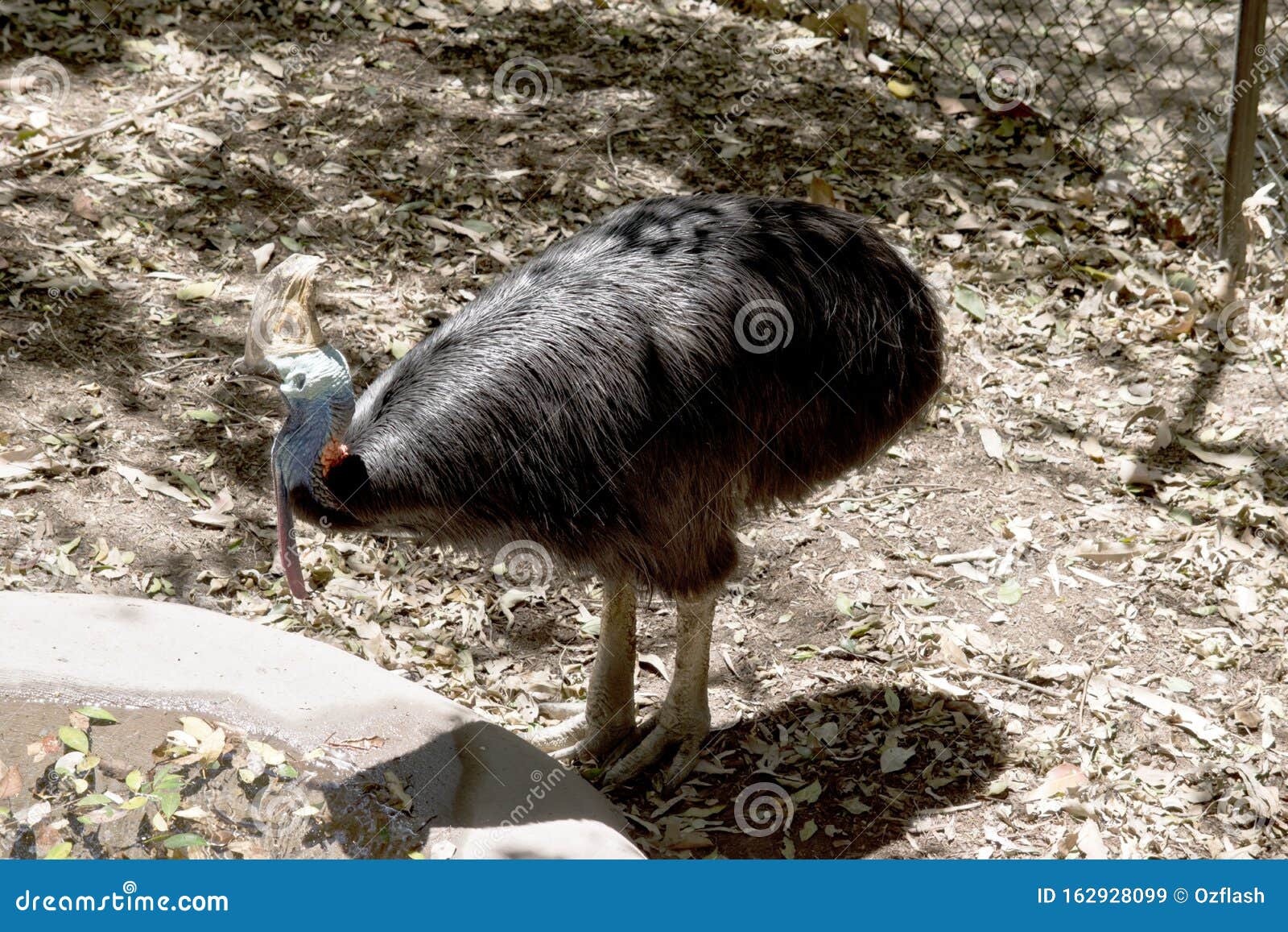 The Australian Cassowary is Having a Drink Stock Image - Image of ...