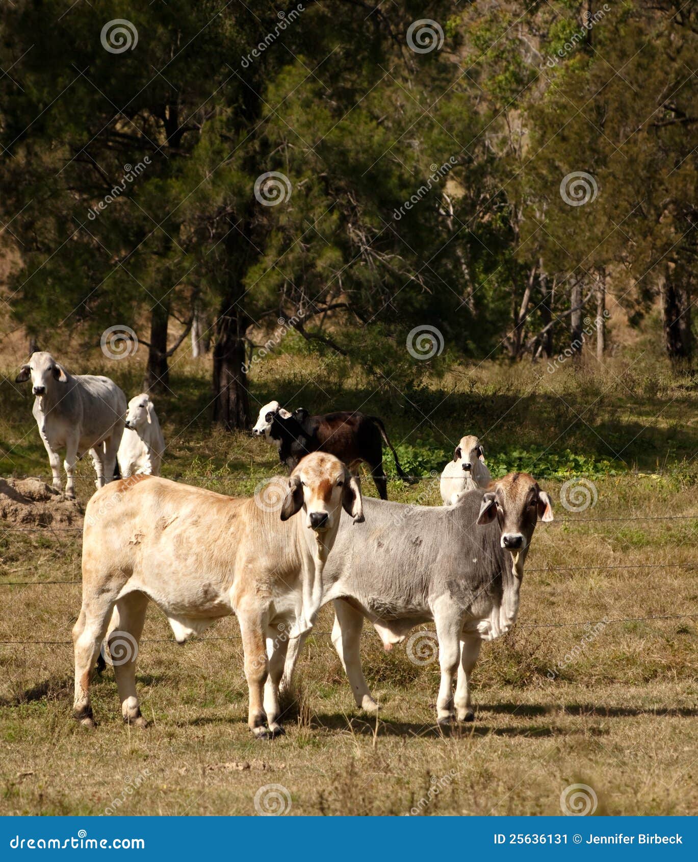Australian cattle country stock image. Image of cattle - 25636131