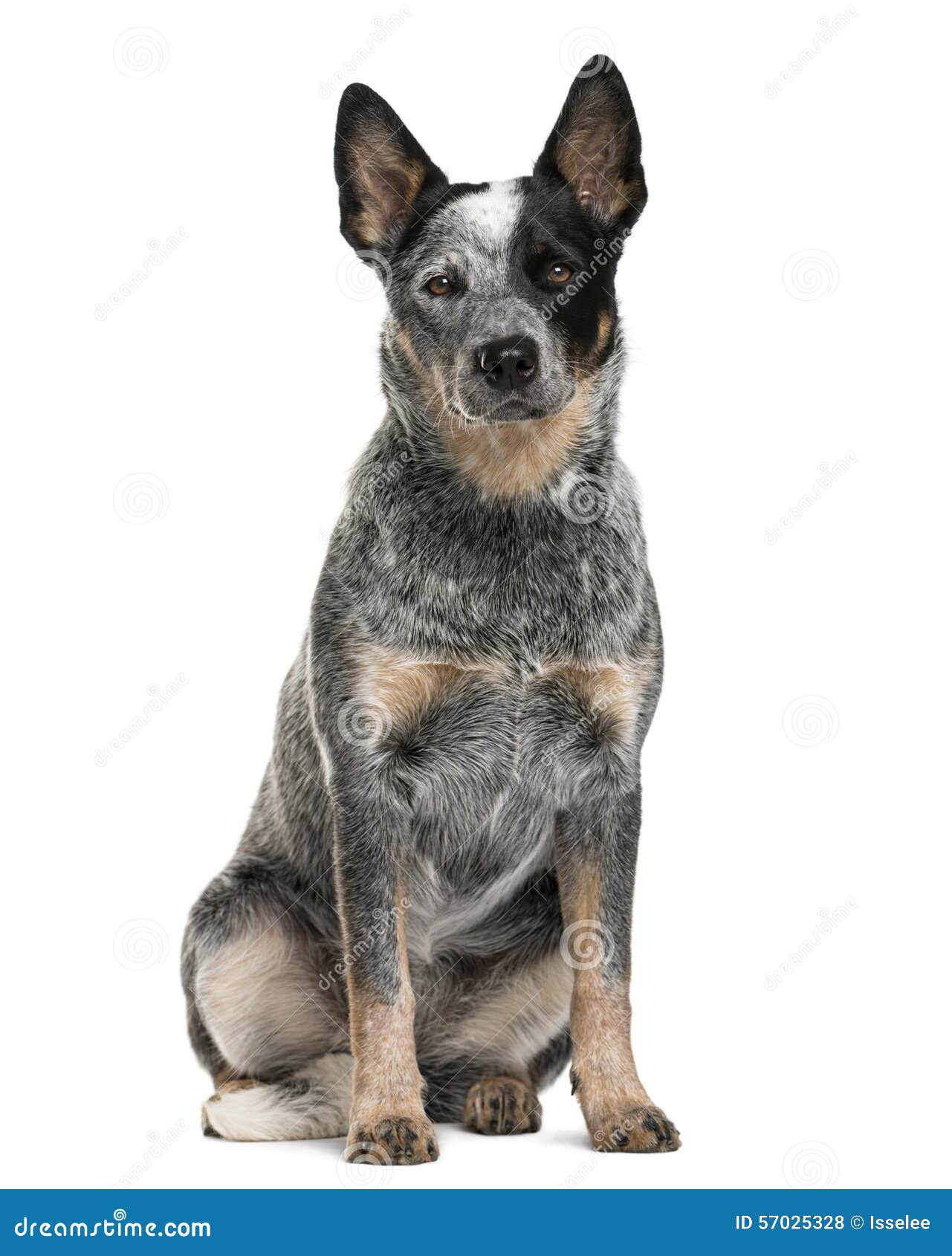Sitting Dog Front Dog Sitting Pictures | Freepik