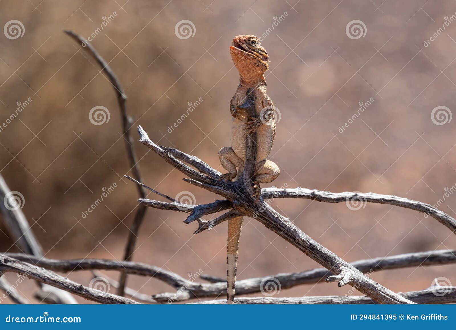Central Netted Dragon stock image. Image of netted, agamid - 294841395