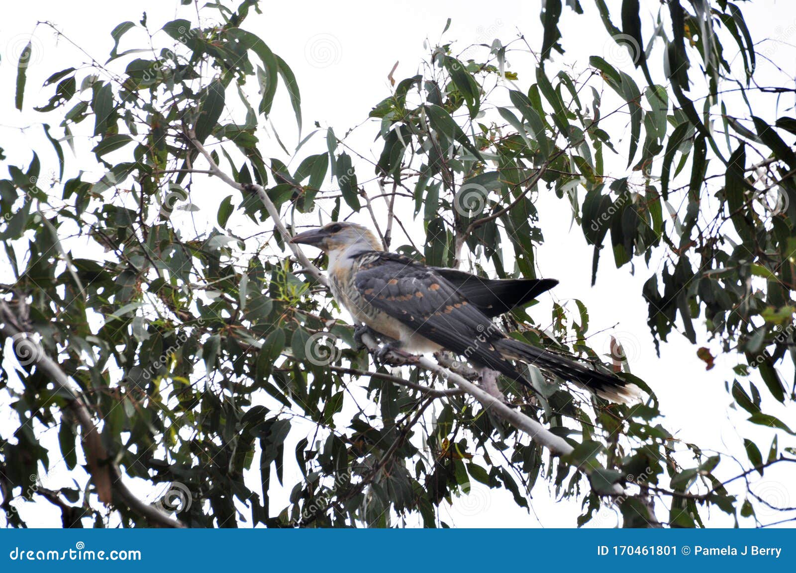 Australian Channel Billed Cuckoo Bird Perching in a Gum Tree Stock ...