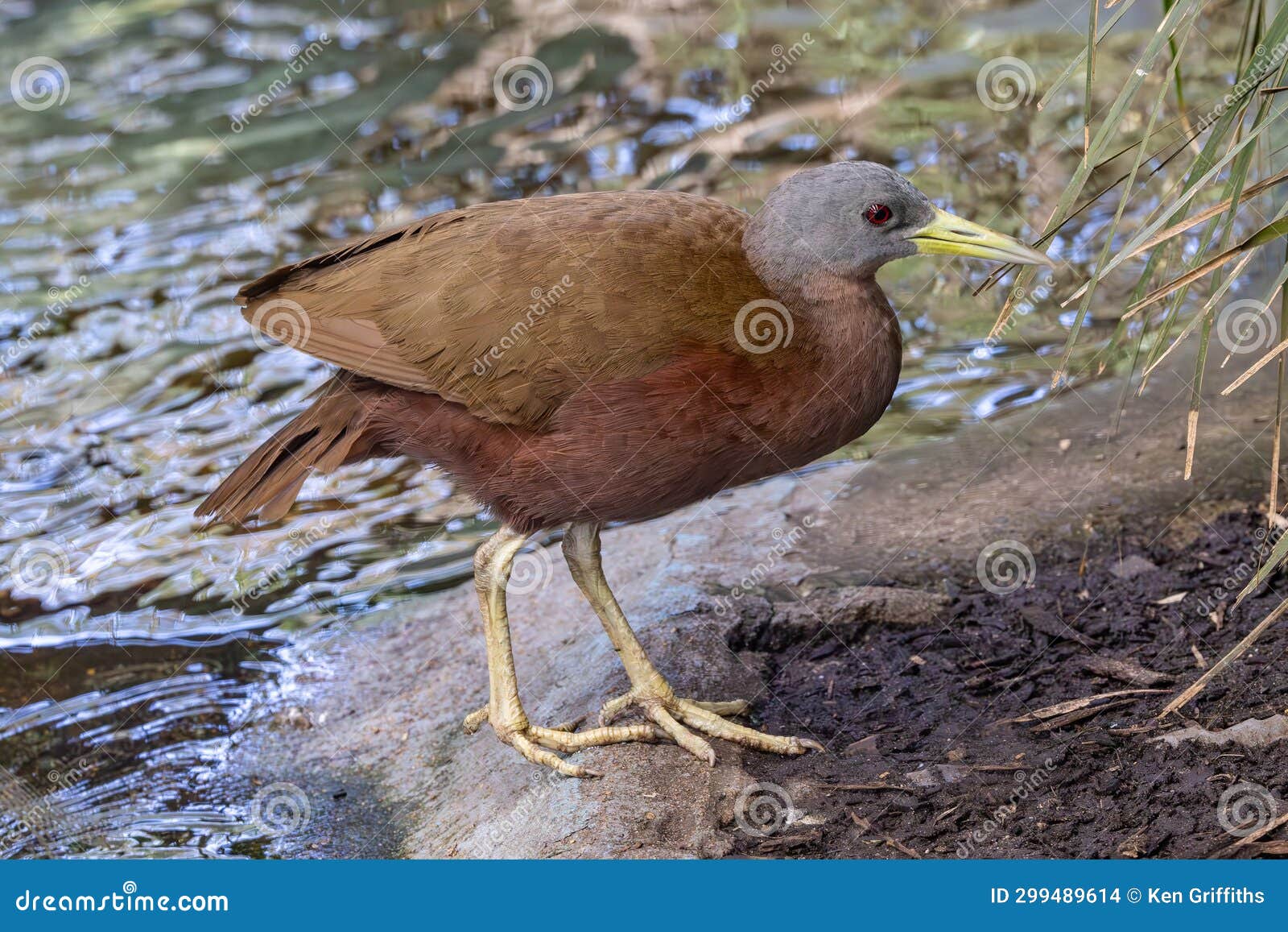 Chestnut Rail stock photo. Image of rail, nature, eulabeornis - 299489614