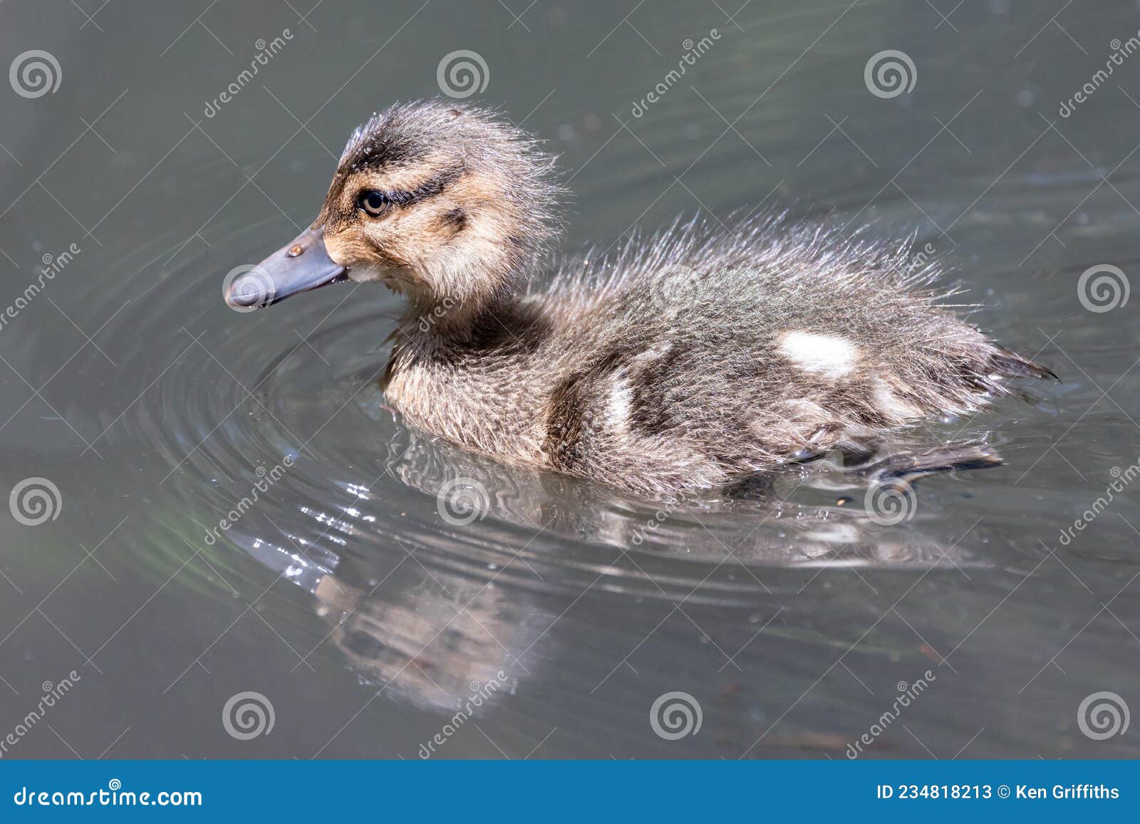 Australian Chestnut Teal Duckling Stock Image - Image of nature, duck ...