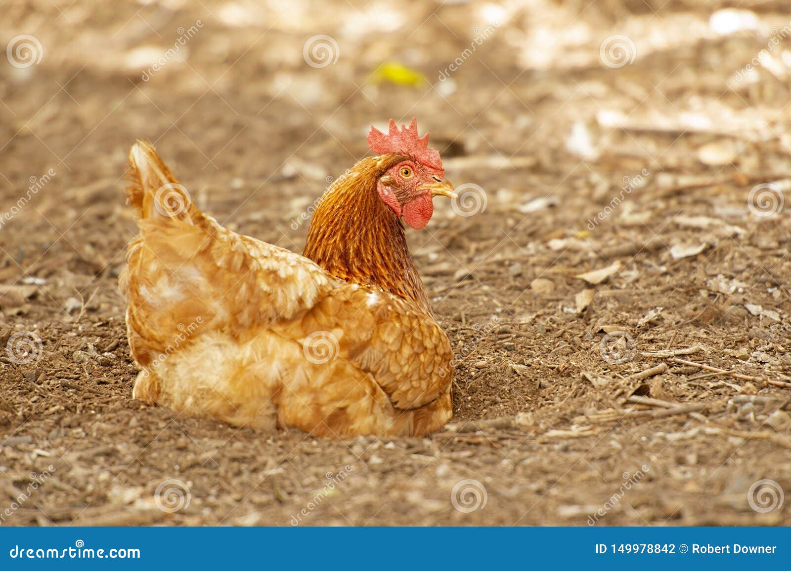 Australian Chicken stock photo. Image of outdoors, farm - 149978842