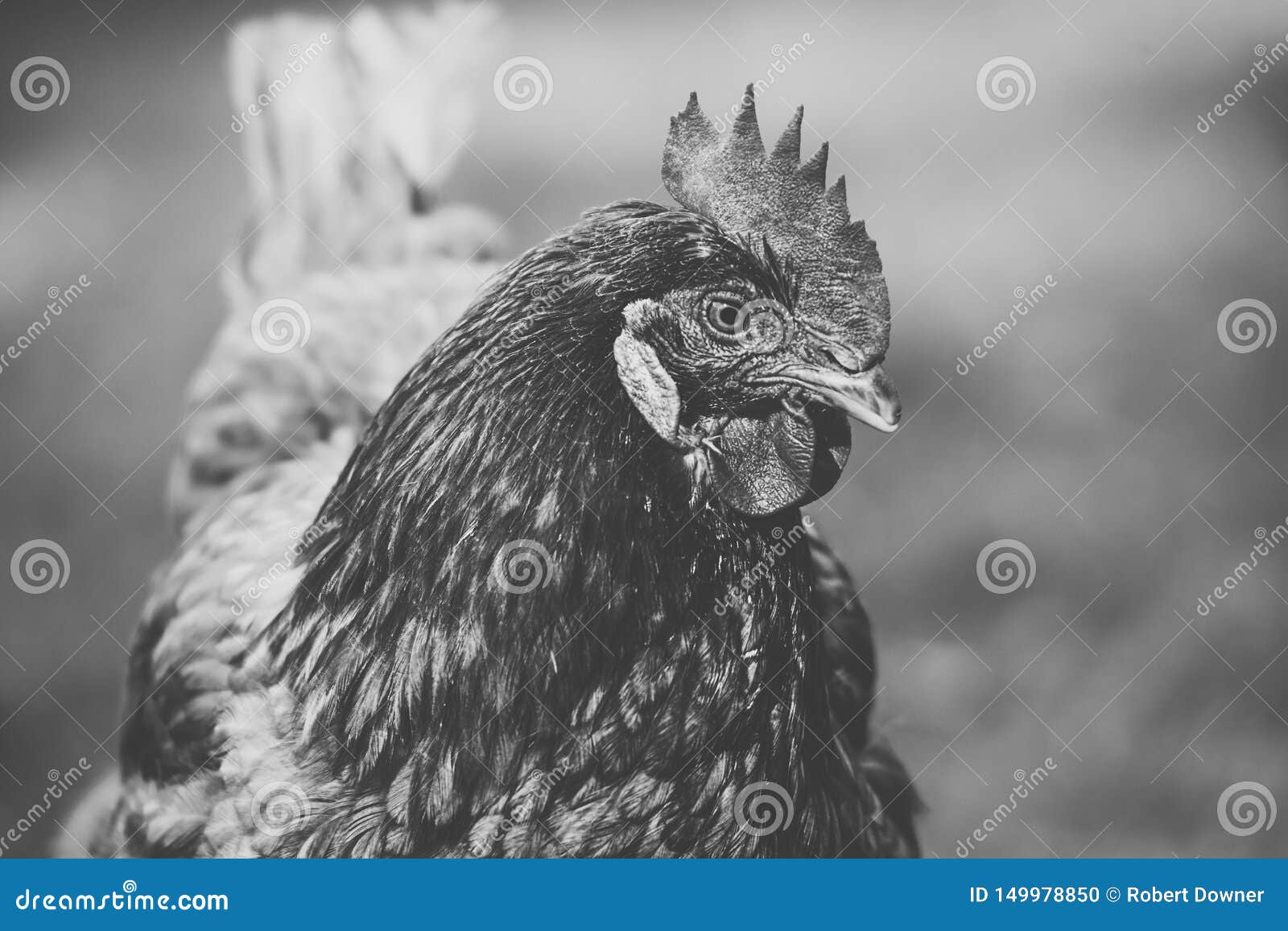 Australian Chicken stock photo. Image of fowl, poultry - 149978850