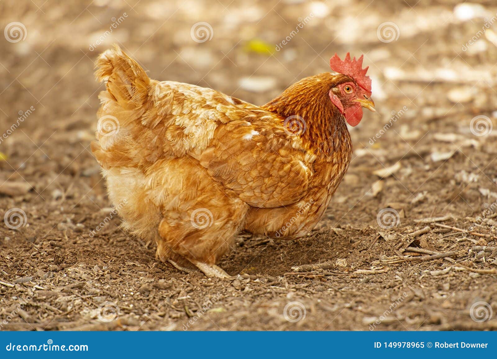 Australian Chicken stock image. Image of outdoors, head - 149978965